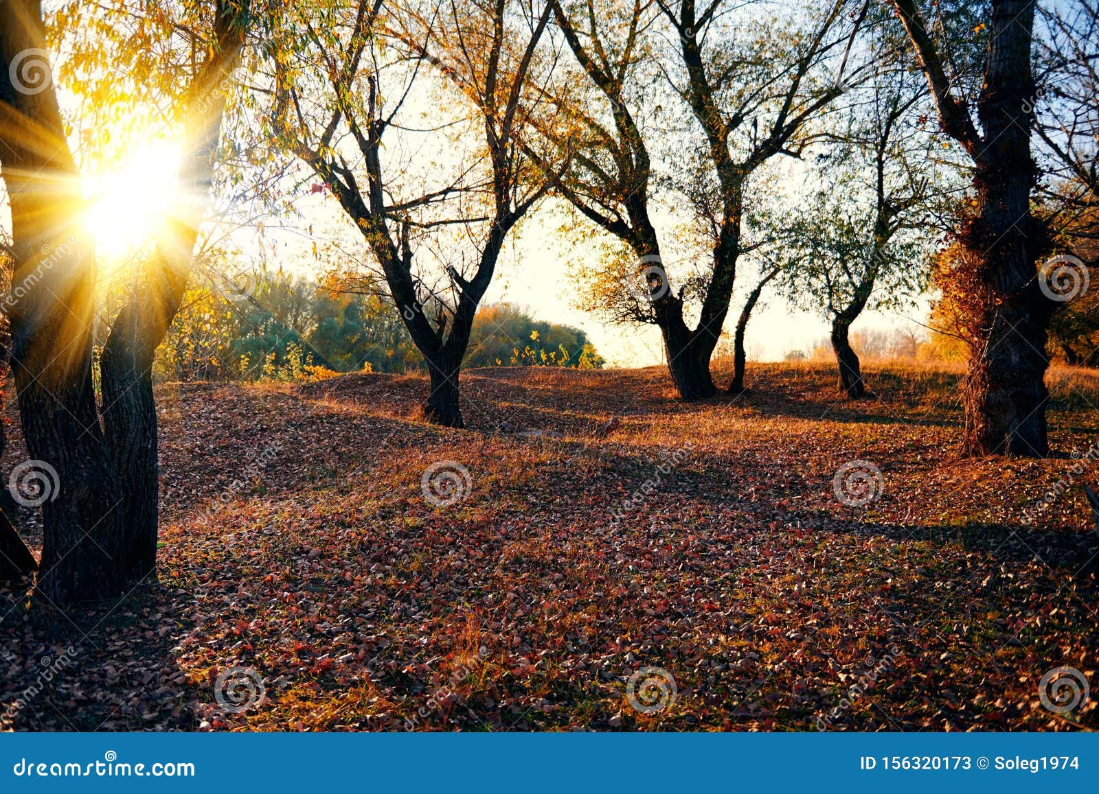 Beautiful Trees in the Autumn Forest Near the River, Bright Sunlight at ...