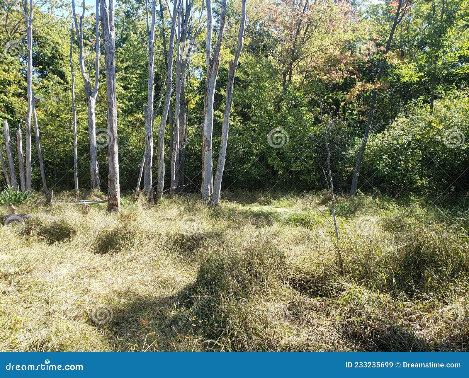Beautiful trees baby stock image. Image of deciduous - 233235699