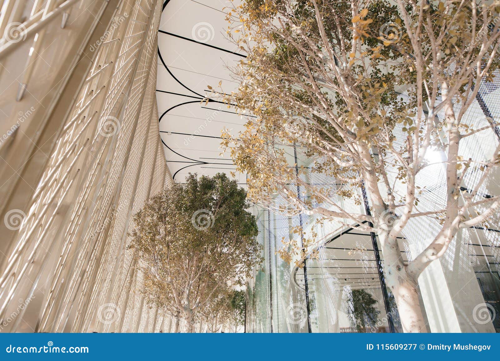 Beautiful Trees on the Balcony of the Building Stock Image - Image of ...