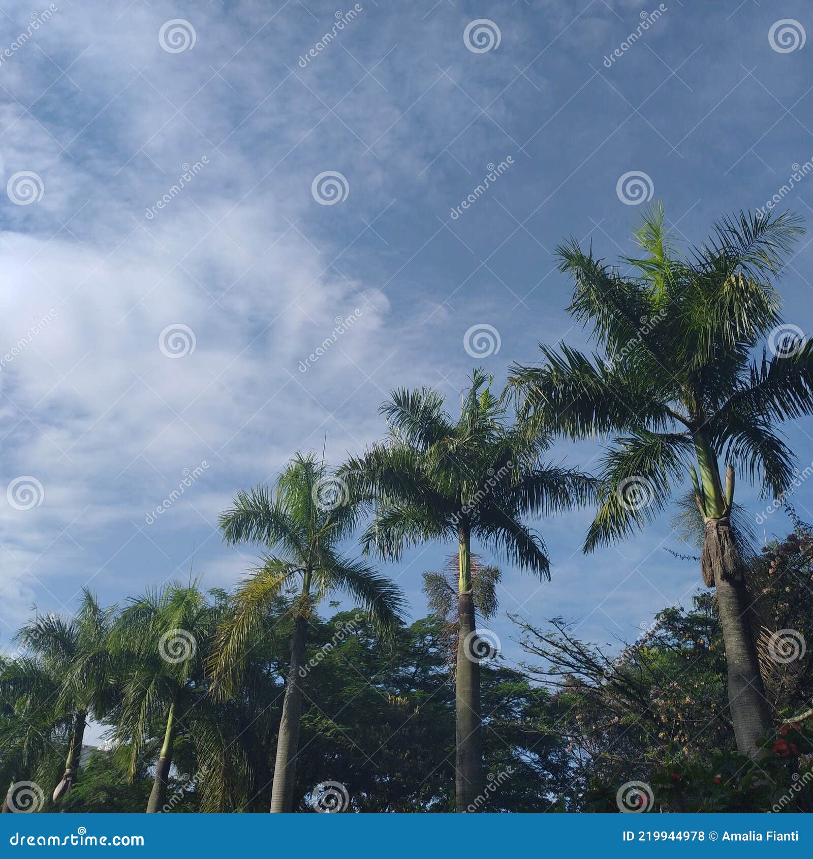 Beautiful Trees and Blue Sky Stock Photo - Image of trees, summer ...
