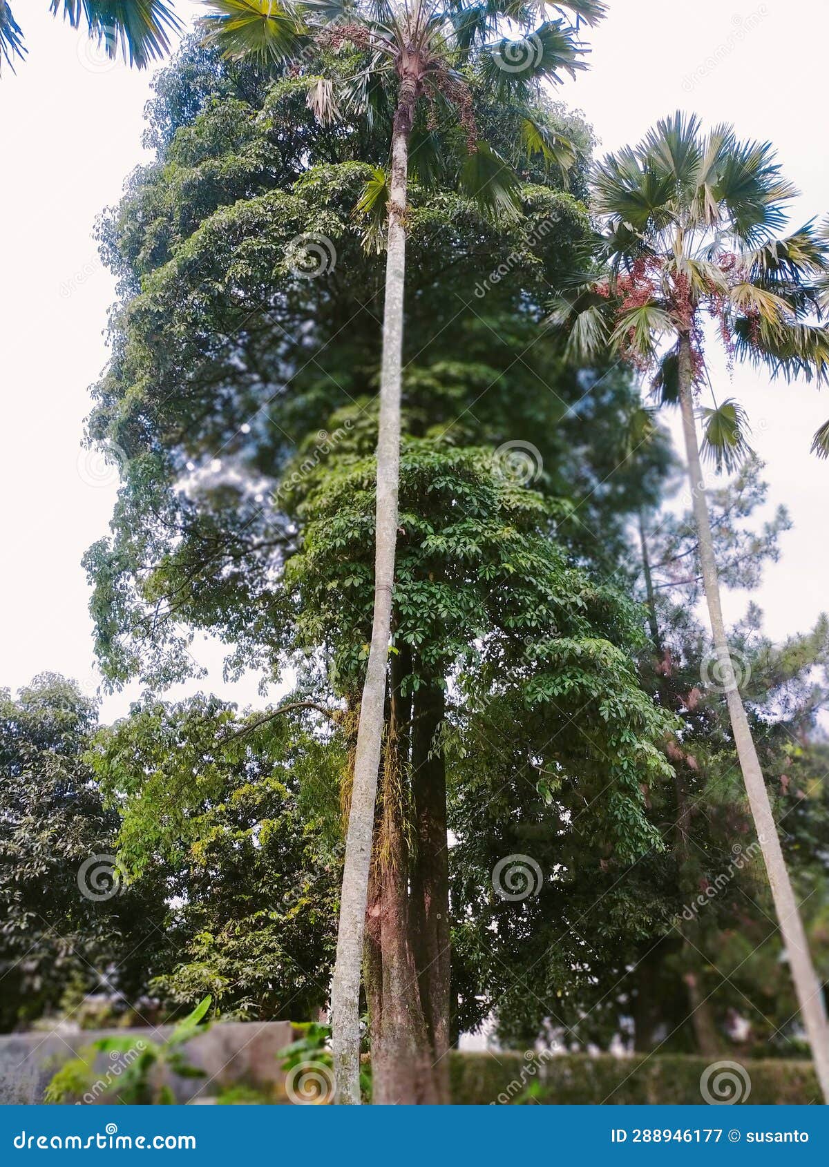 Beautiful Trees on Bogor City Stock Image - Image of bogor, city: 288946177