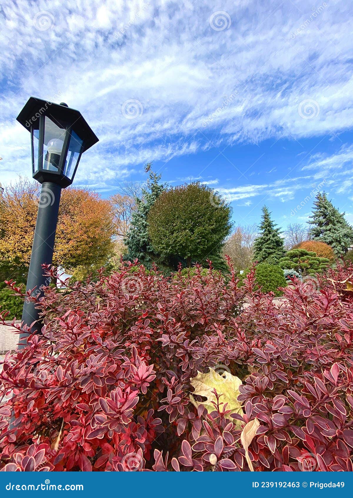 Beautiful Trees and Bushes in Autumn Stock Image - Image of lantern ...