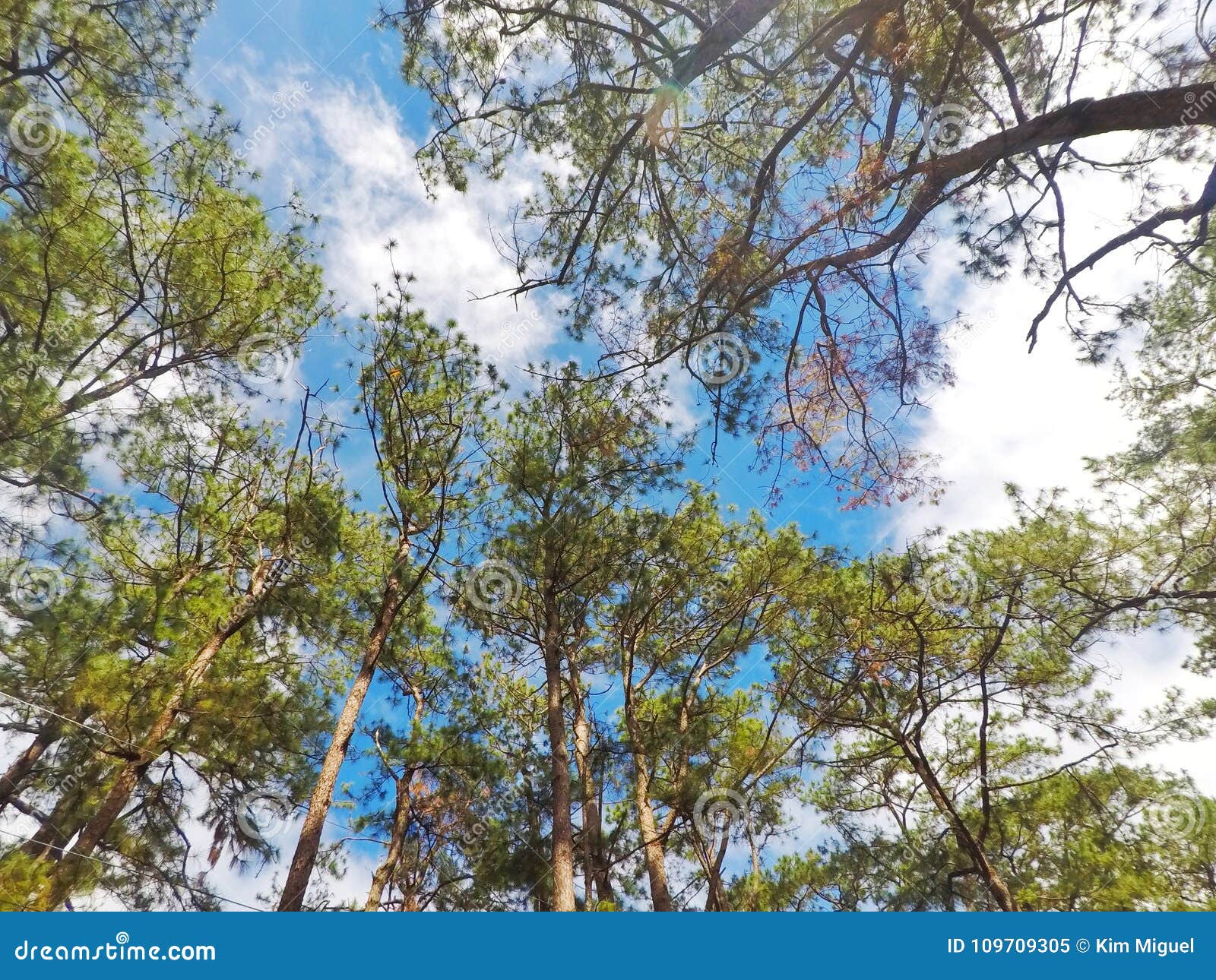 Beautiful trees stock image. Image of trees, nature - 109709305