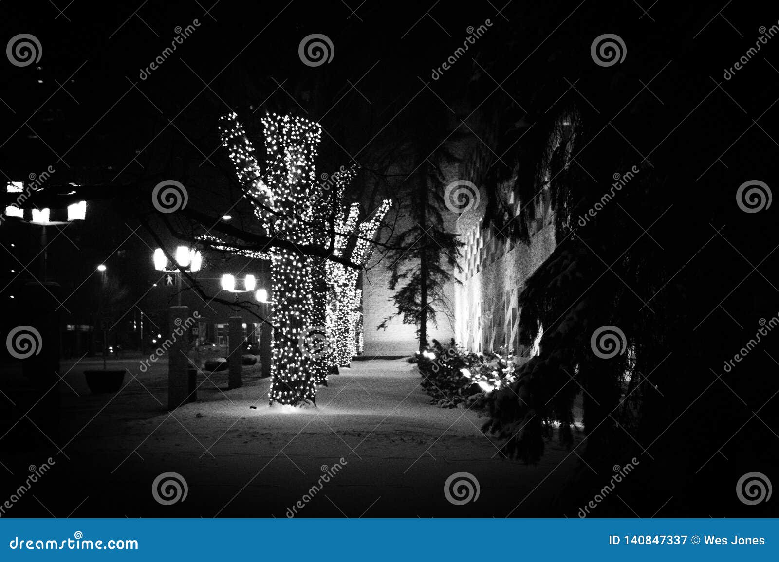 Beautiful trees at night stock image. Image of beautiful - 140847337
