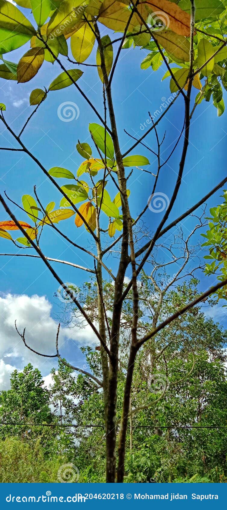 Beautiful Trees and Clear Sky Stock Photo - Image of beautiful, clear ...