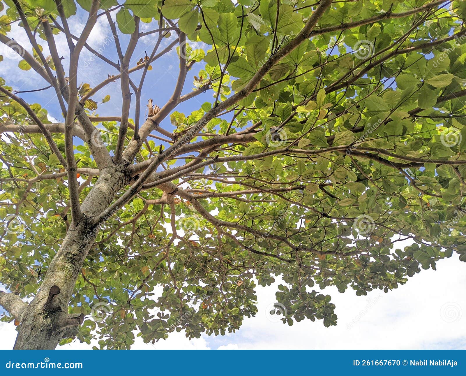 Beautiful Trees and Clouds in Shining School Stock Photo - Image of ...