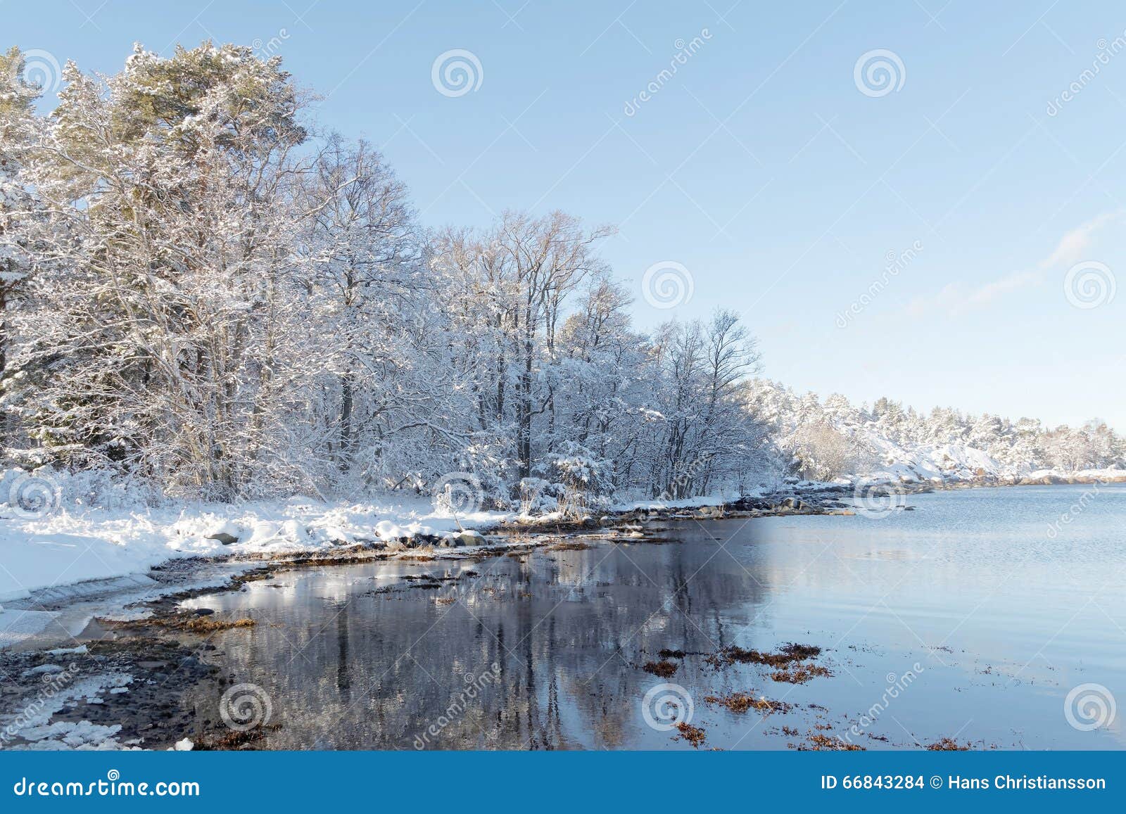 Beautiful Trees Covered with Snow Reflecting in the Water Stock Photo ...