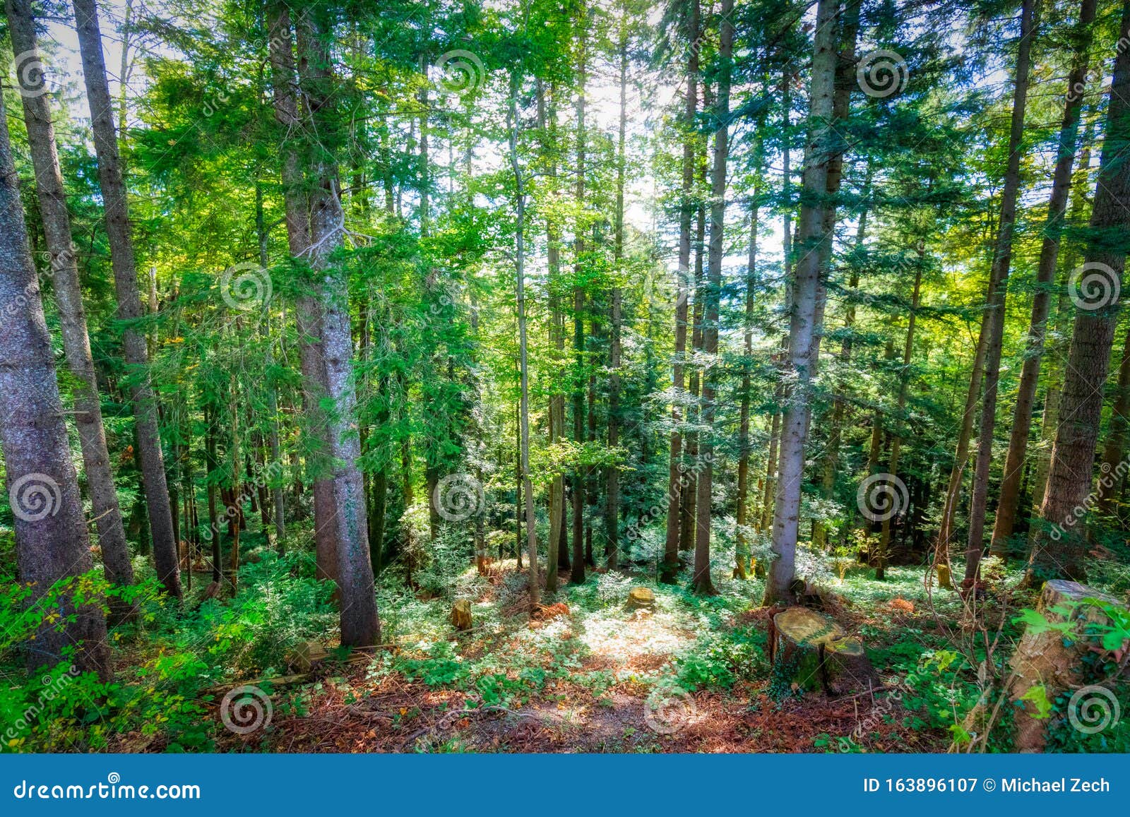 Beautiful Trees on Daylight at Swiss Alps Stock Image - Image of high ...