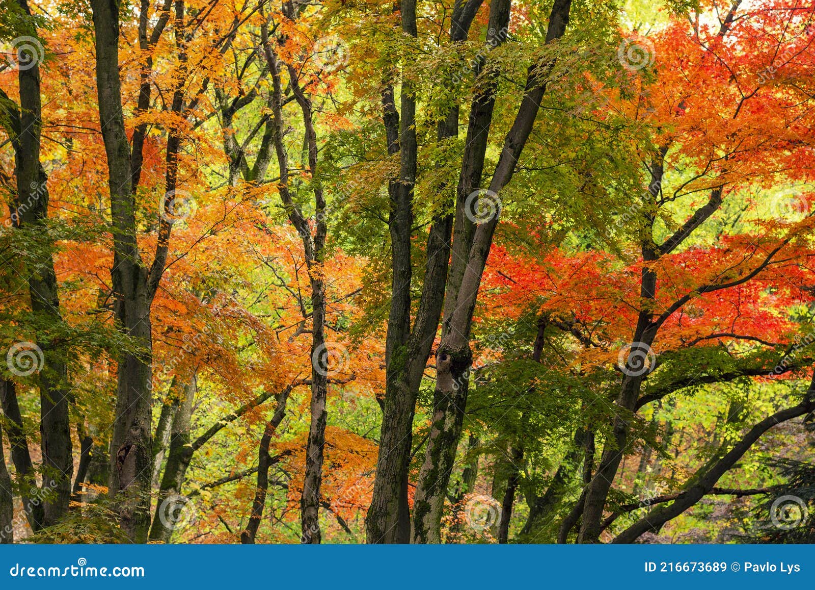 Beautiful Trees in the Fall are Bright Colors Stock Image - Image of ...