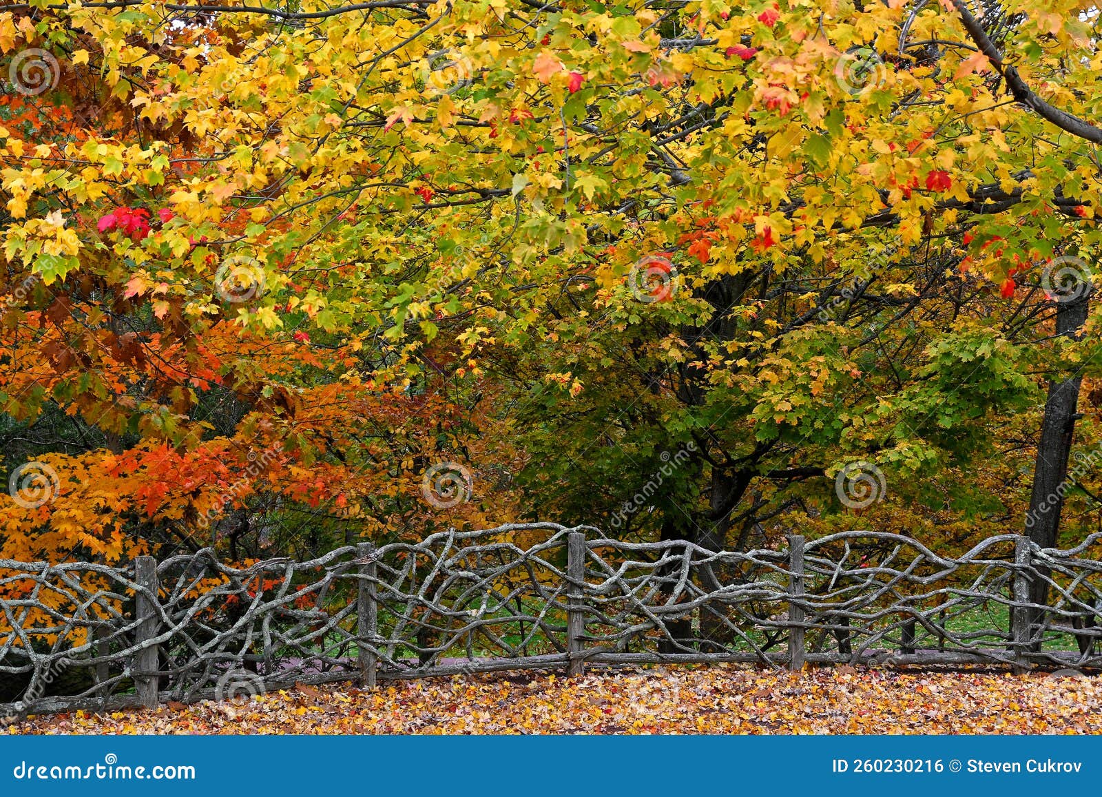 Beautiful Trees in Fall Foliage and a Rustic Fence Made of Interwoven ...