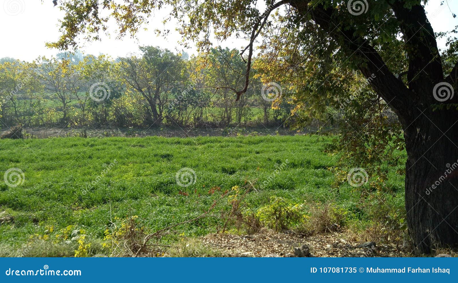 Beautiful green view stock image. Image of trees, beautiful - 107081735
