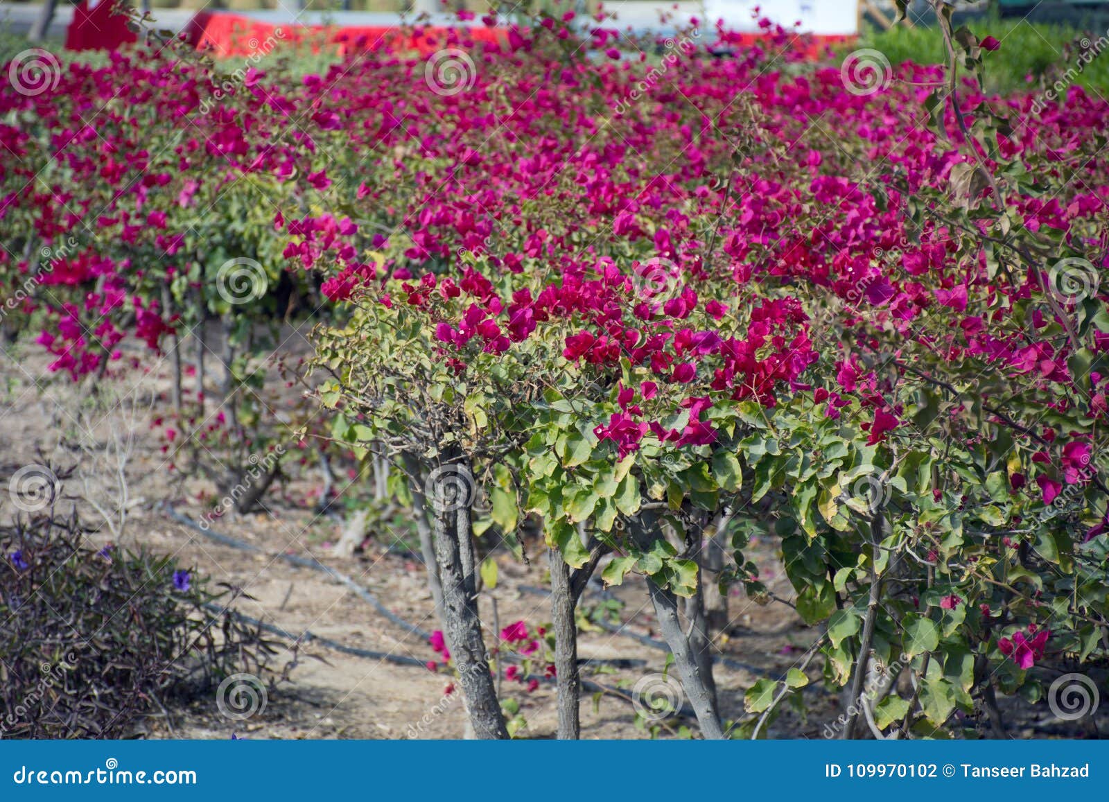 Beautiful Trees and Flowers Stock Photo - Image of tree, lines: 109970102