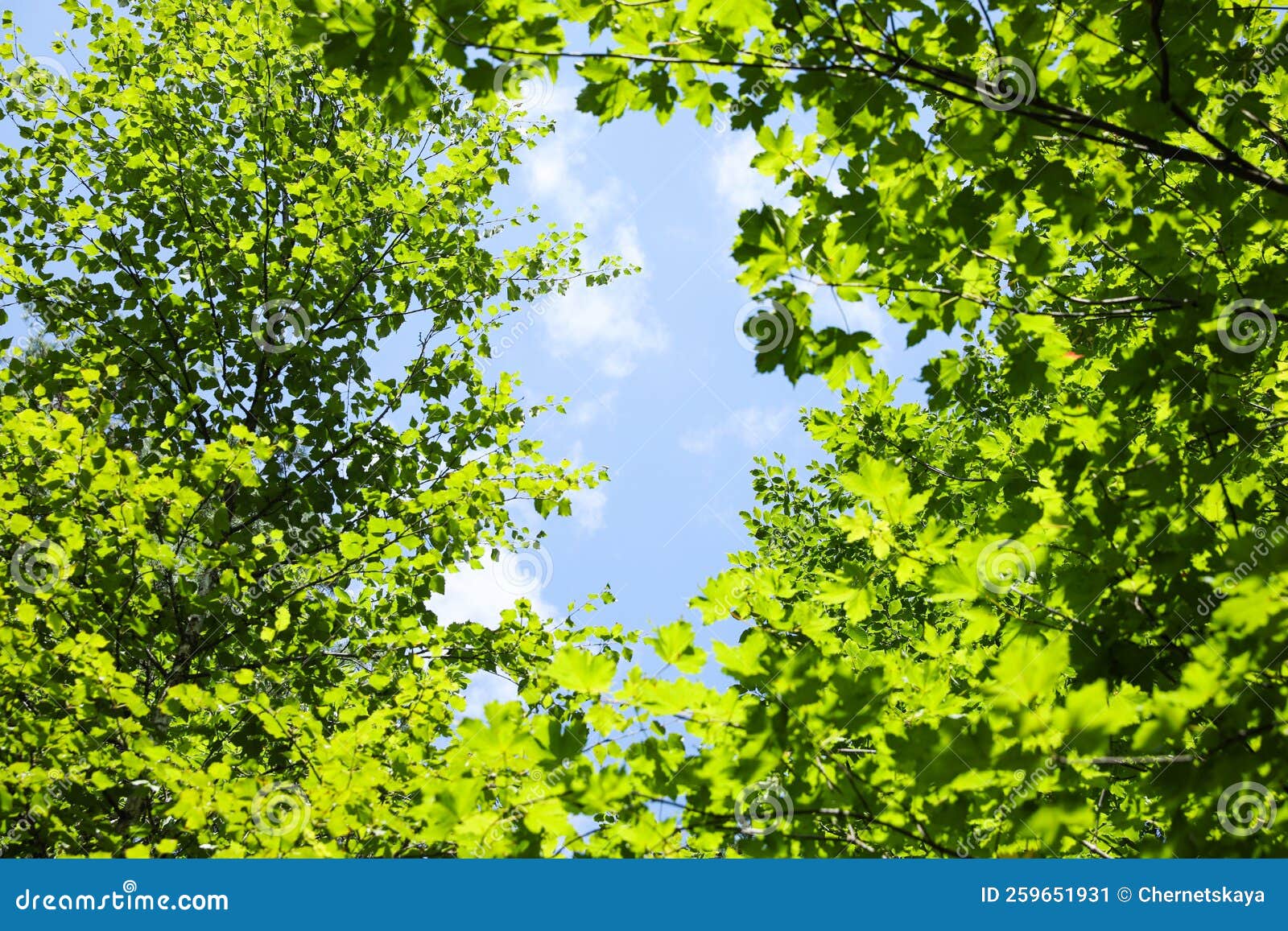 Beautiful Trees in Forest on Sunny Day Editorial Photo - Image of ...