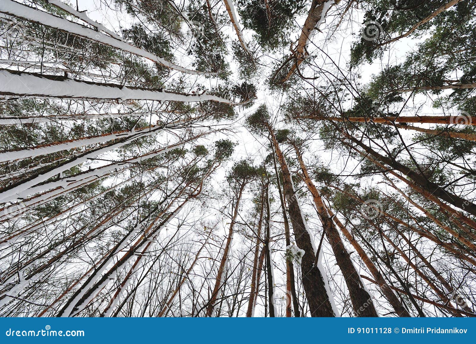 Beautiful Trees in the Forest, View from Below Stock Photo - Image of ...