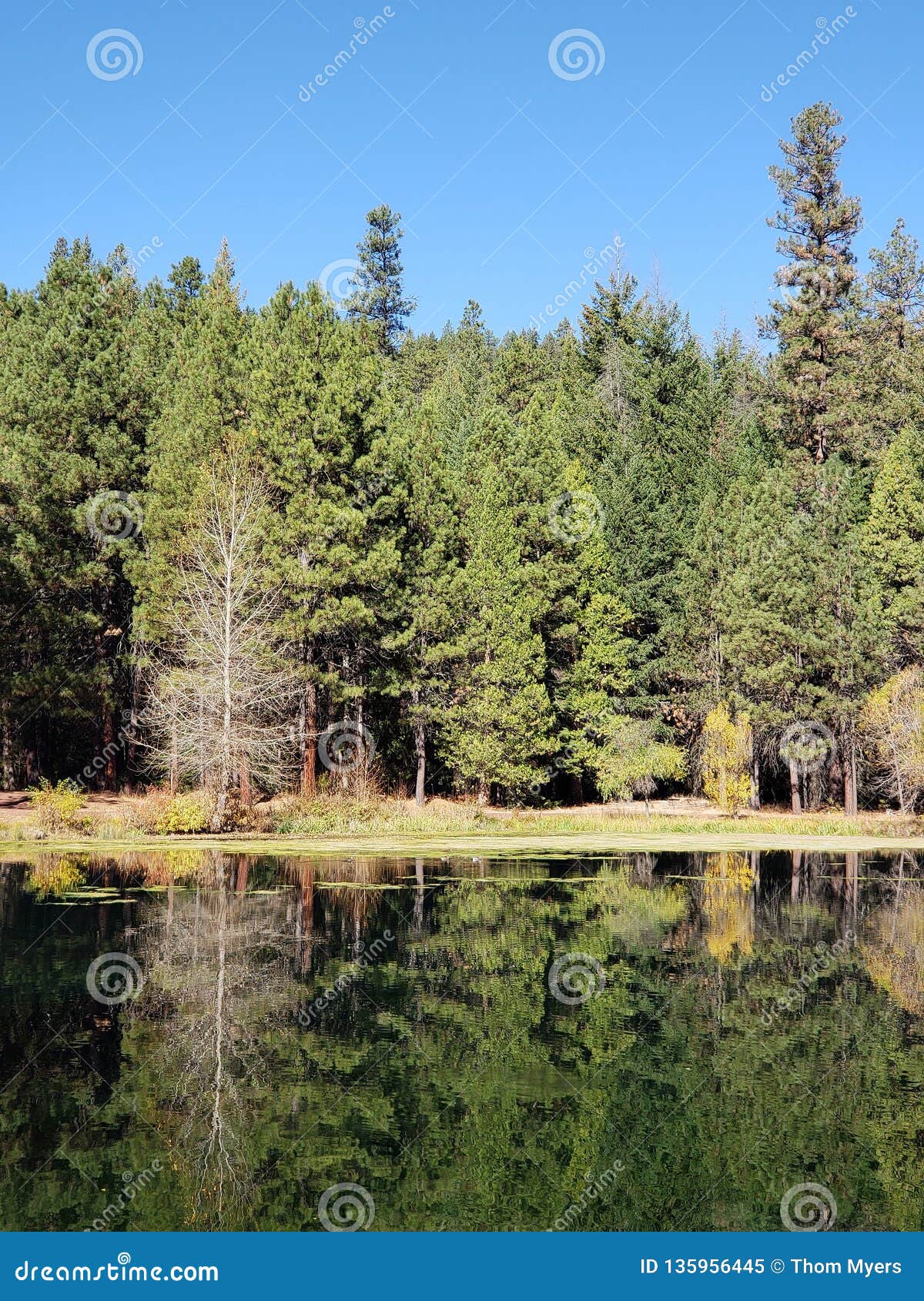 Forest reflections in pond stock image. Image of leaves - 135956445