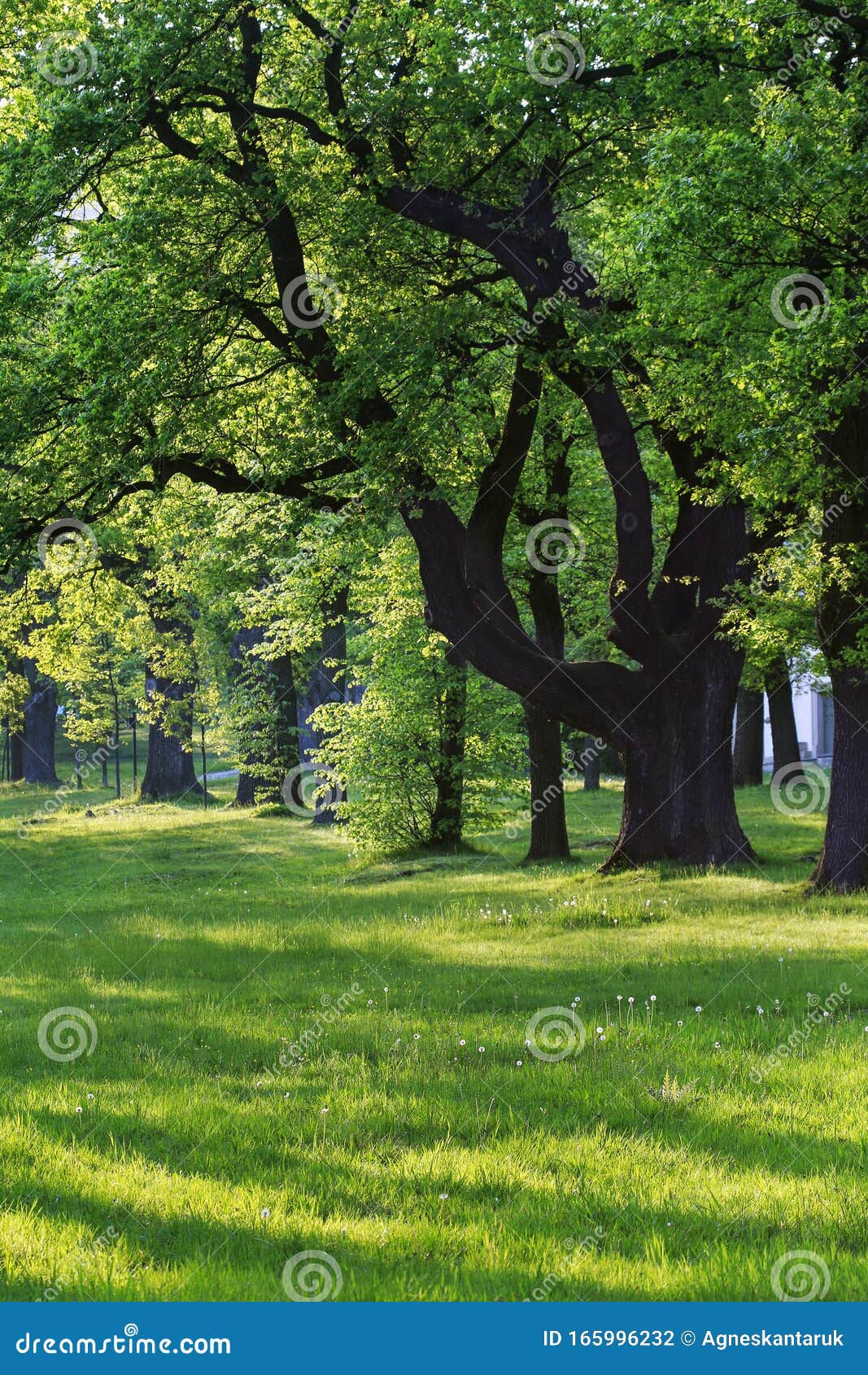 Beautiful Trees in the Garden Stock Photo - Image of natural, morning ...