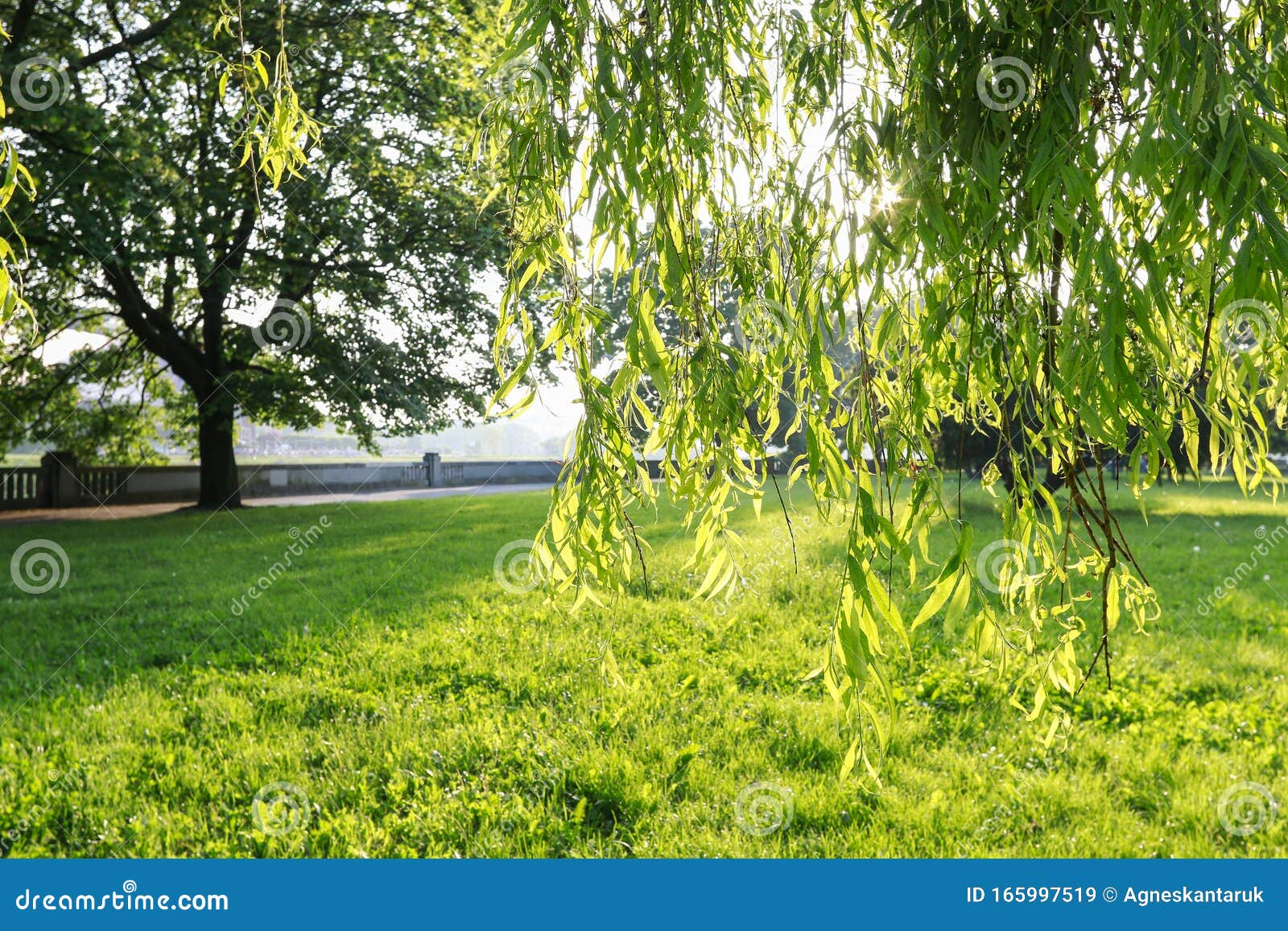 Beautiful Trees in the Garden Stock Image - Image of park, concept ...