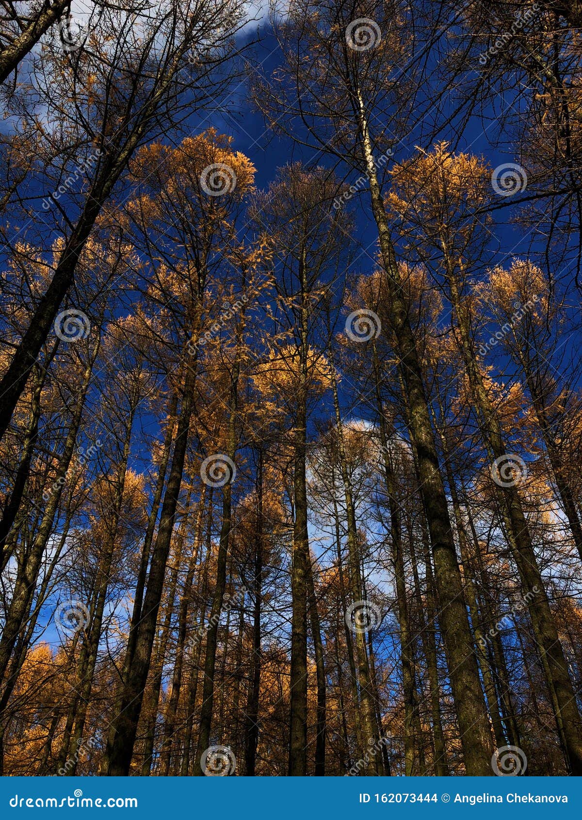 Beautiful Trees with Golden Leaves in the Forest Stock Photo - Image of ...