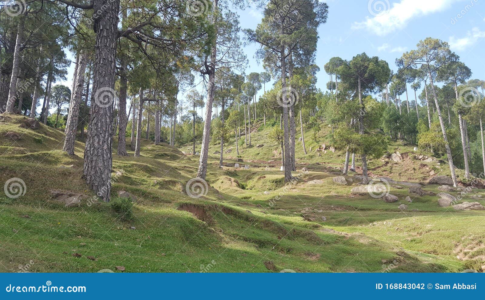 Beautiful Trees Grass Greenery Sunshine Peace Stock Photo - Image of ...
