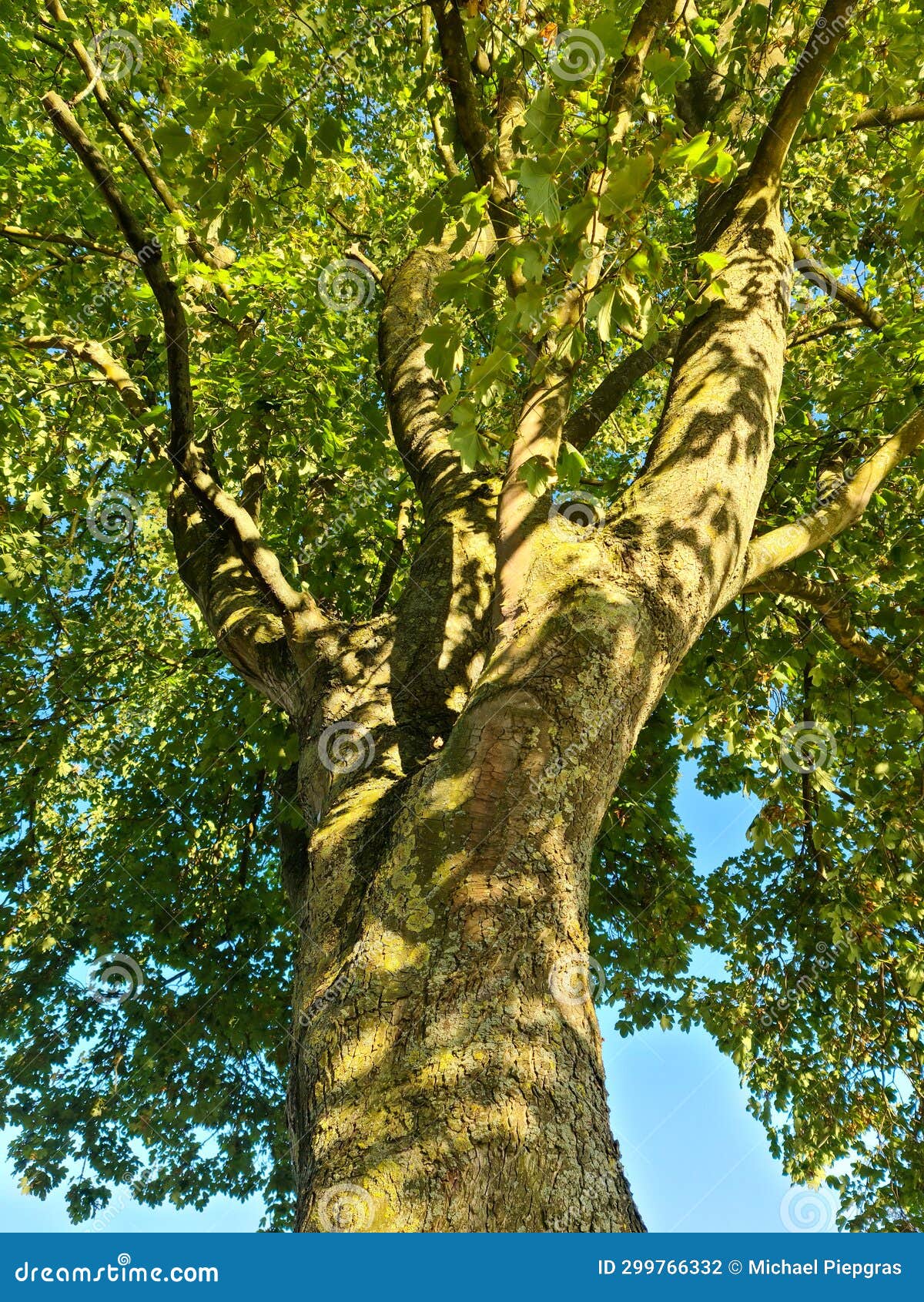Beautiful Trees in the Green Nature of Germany Stock Photo - Image of ...