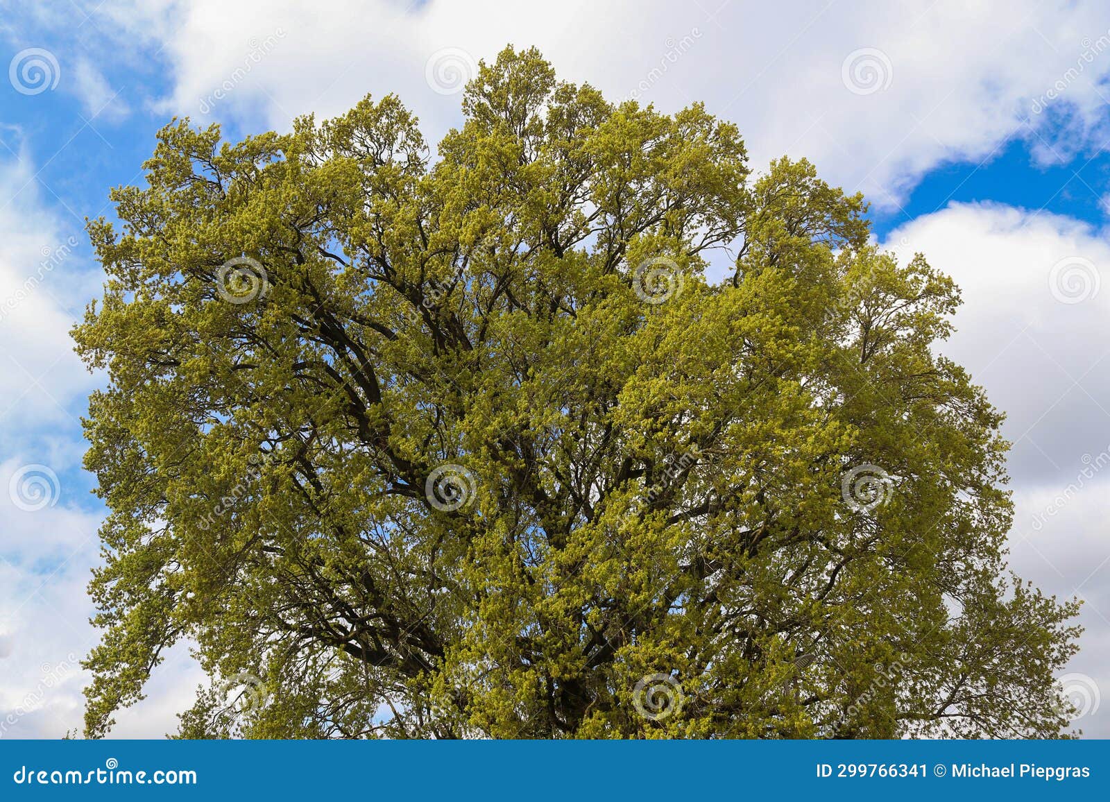 Beautiful Trees in the Green Nature of Germany Stock Image - Image of ...