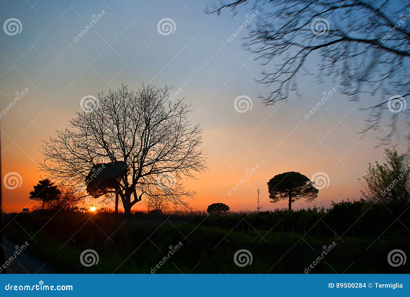 Beautiful Trees Greet the Rising Sun Stock Photo - Image of nature ...