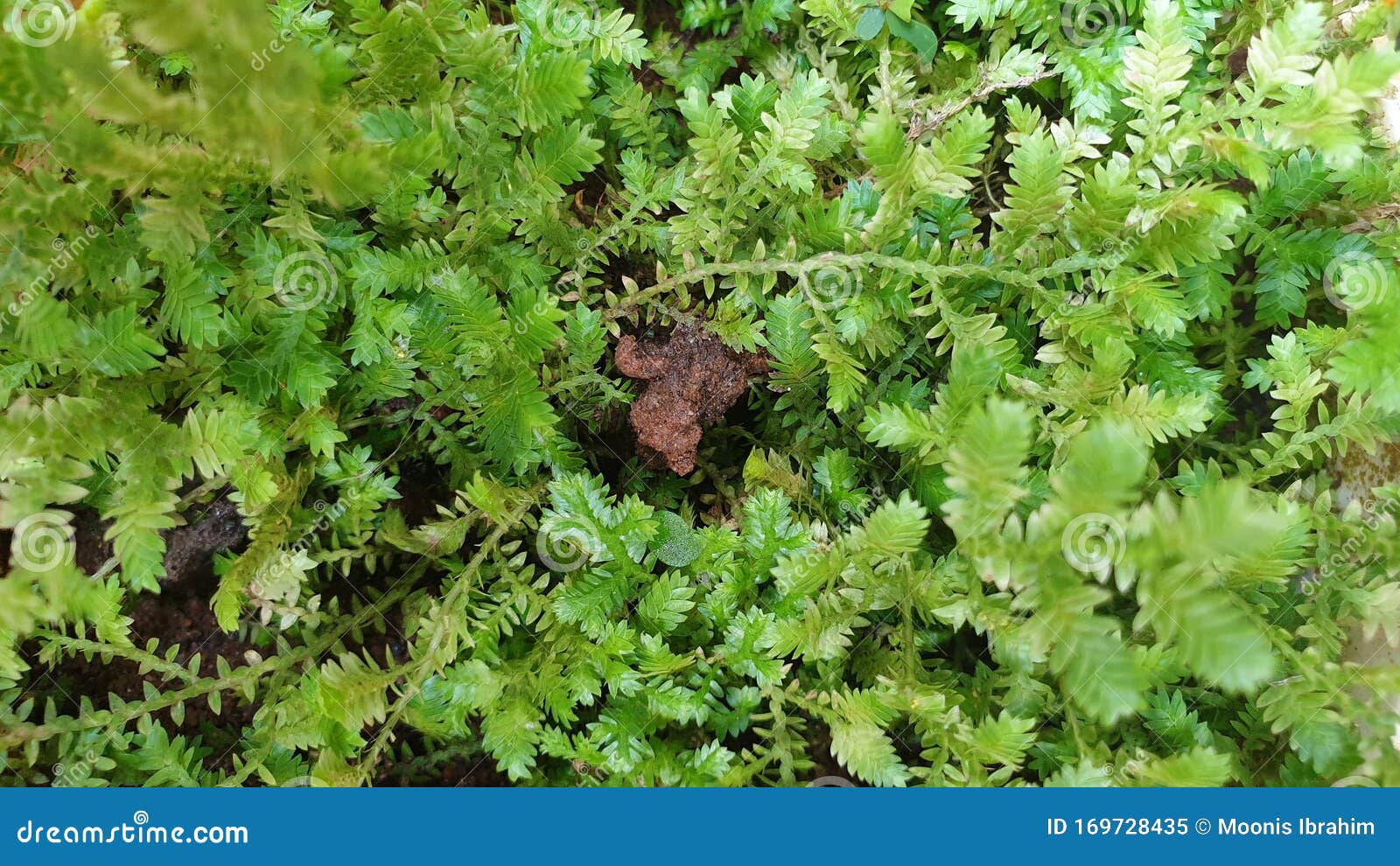 Beautiful Trees Growing Clicked for Background and Wallpapers Stock ...