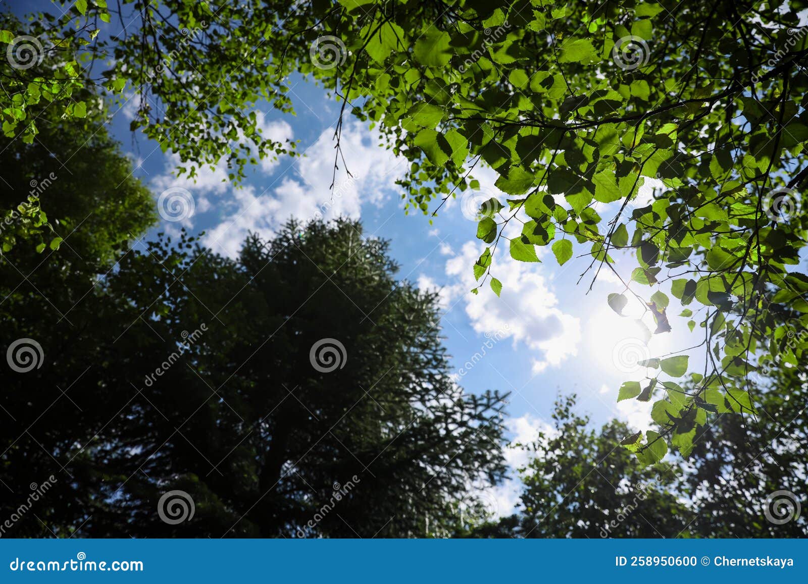 Beautiful Trees Growing Under Cloudy Sky, Bottom View Stock Photo ...