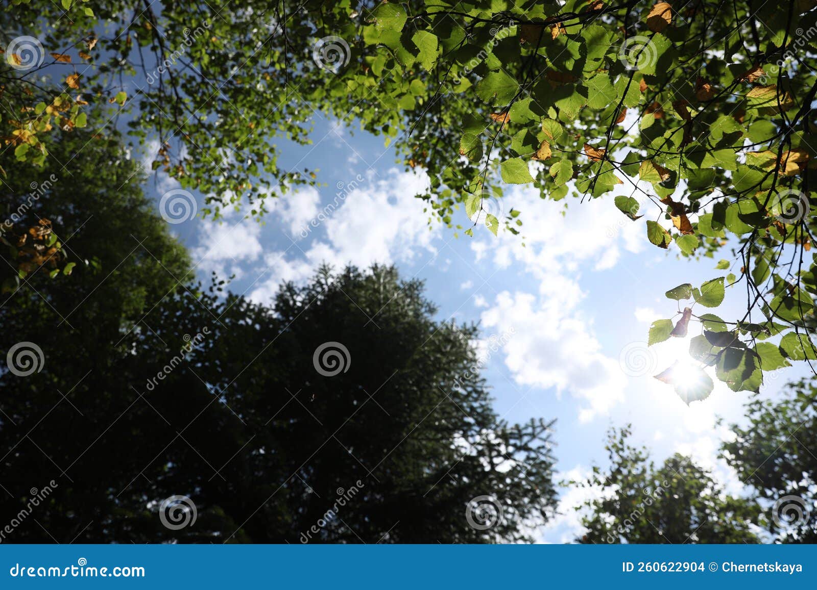 Beautiful Trees Growing Under Cloudy Sky, Bottom View Stock Photo ...