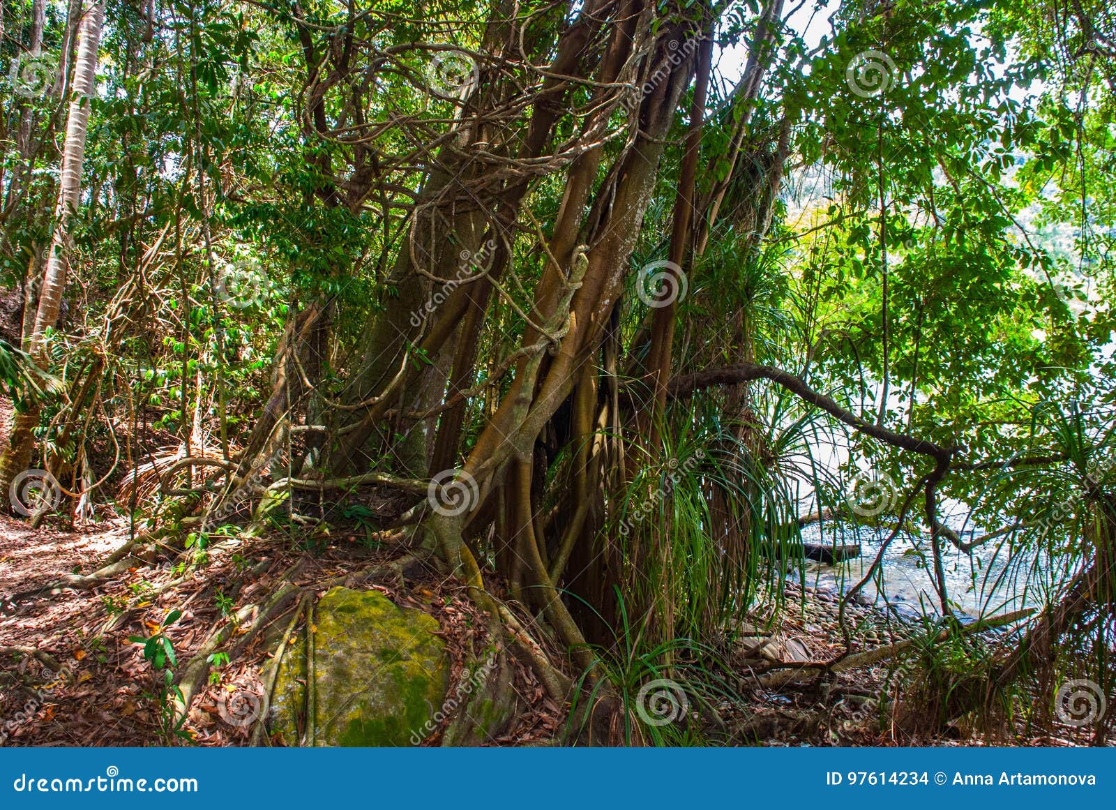 Beautiful Trees on the Island of SAPI Stock Photo - Image of plant ...