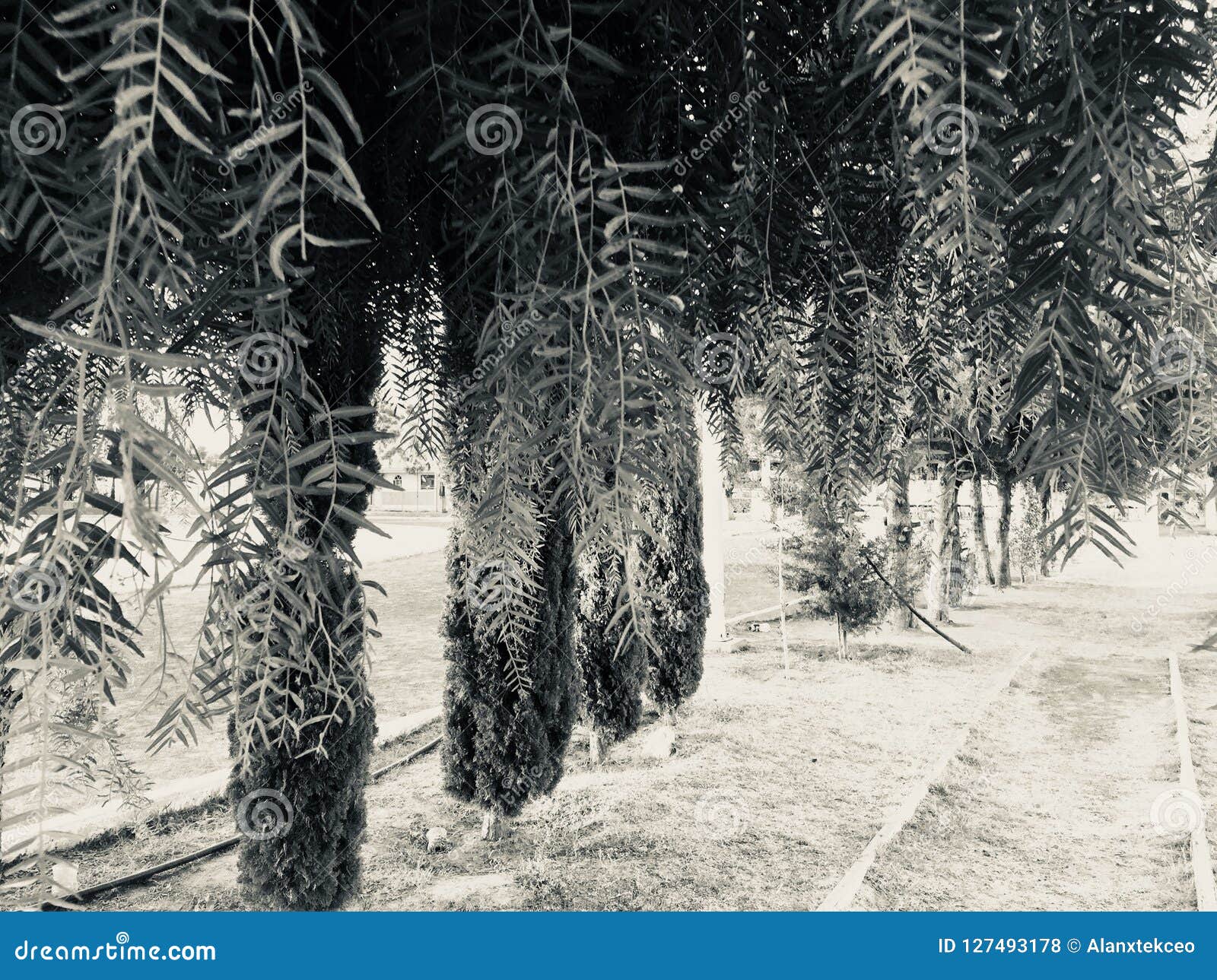 Beautiful trees stock photo. Image of trees, black, beautiful - 127493178