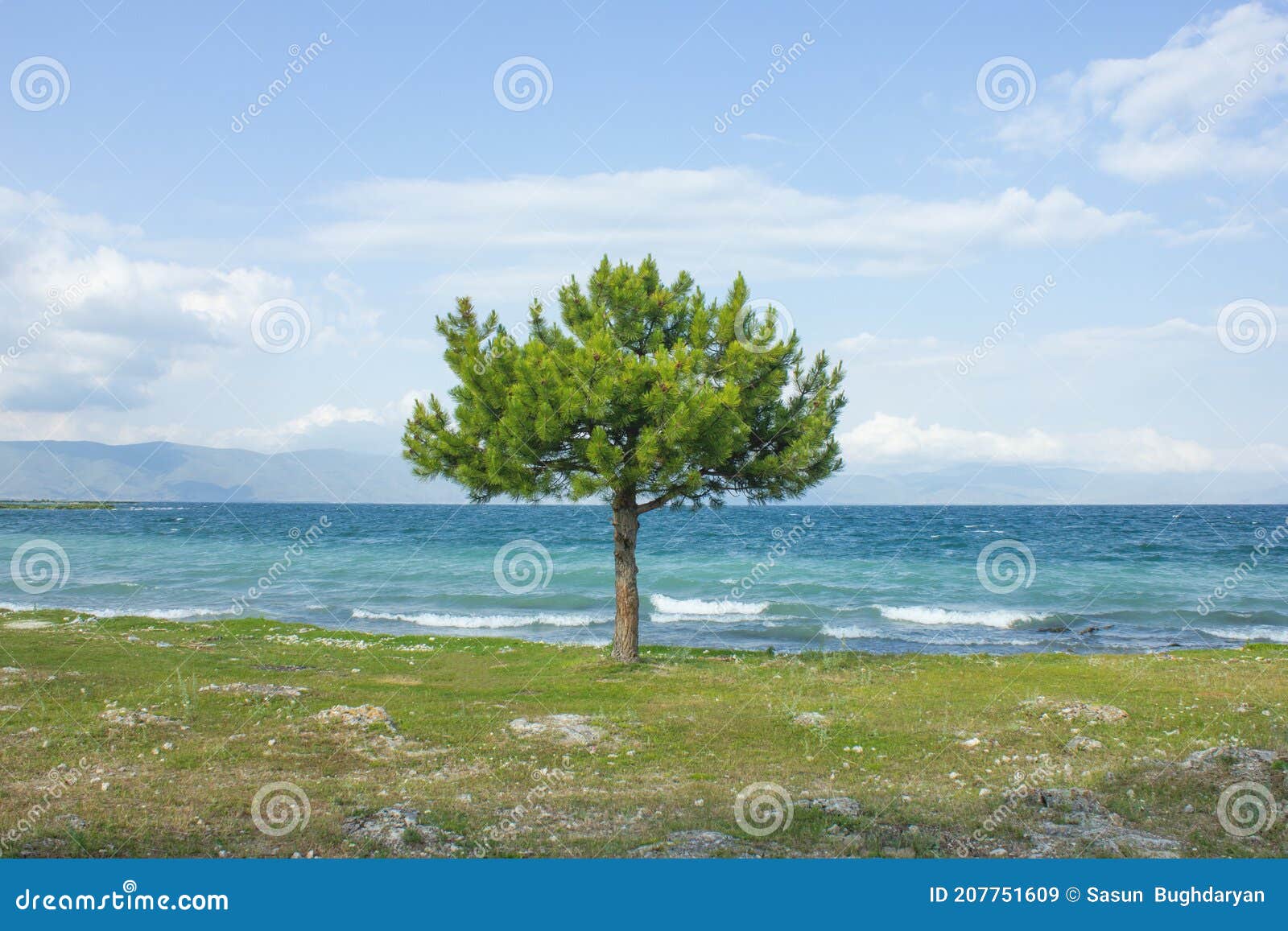 Beautiful Trees by the Lake Stock Image - Image of lonely, travel ...