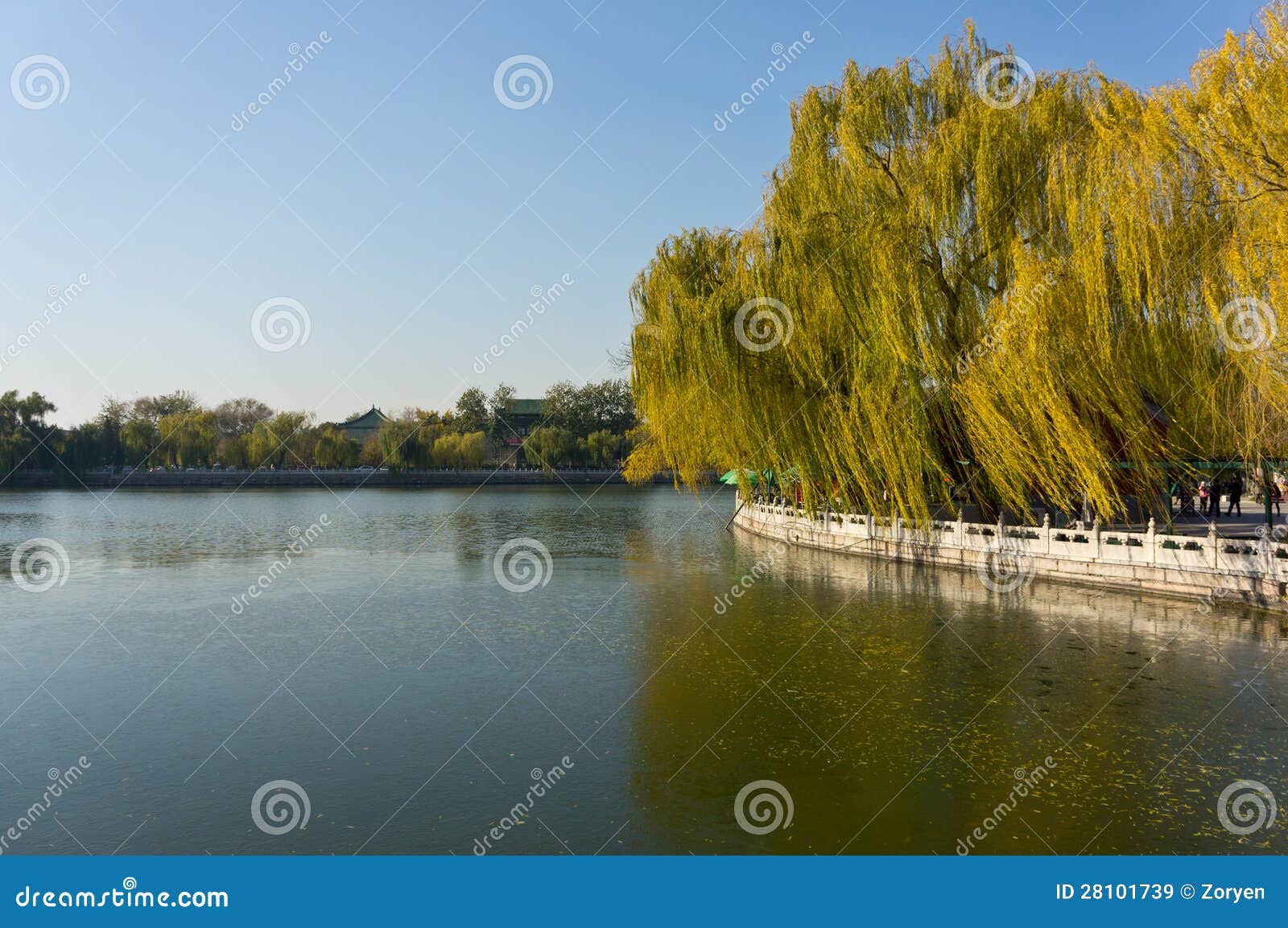 Beautiful trees by lake stock image. Image of scenic - 28101739