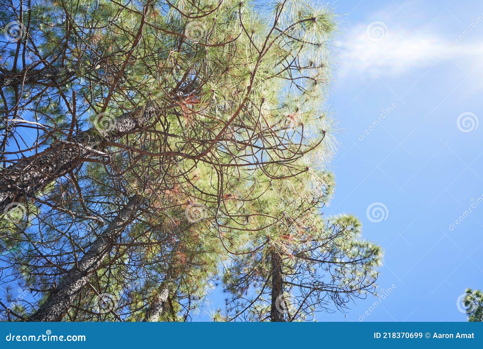 Beautiful trees landscape stock image. Image of leaf - 218370699