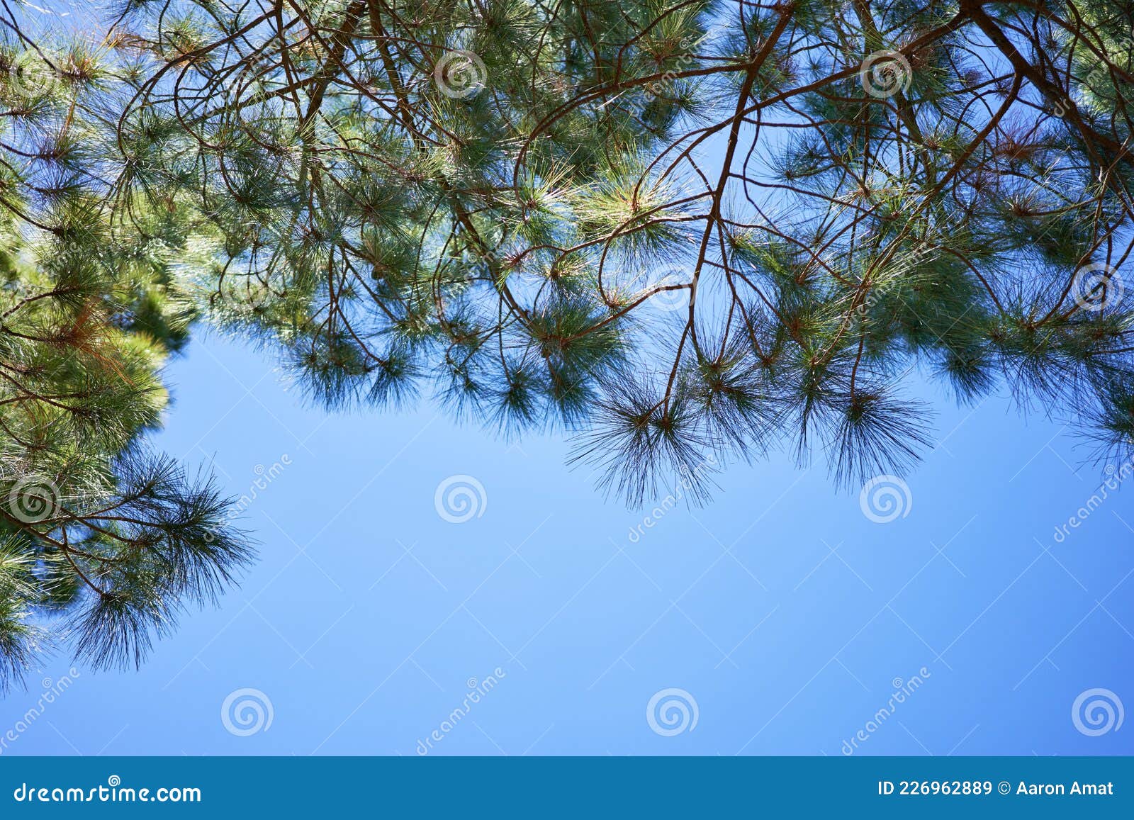 Beautiful trees landscape stock image. Image of park - 226962889