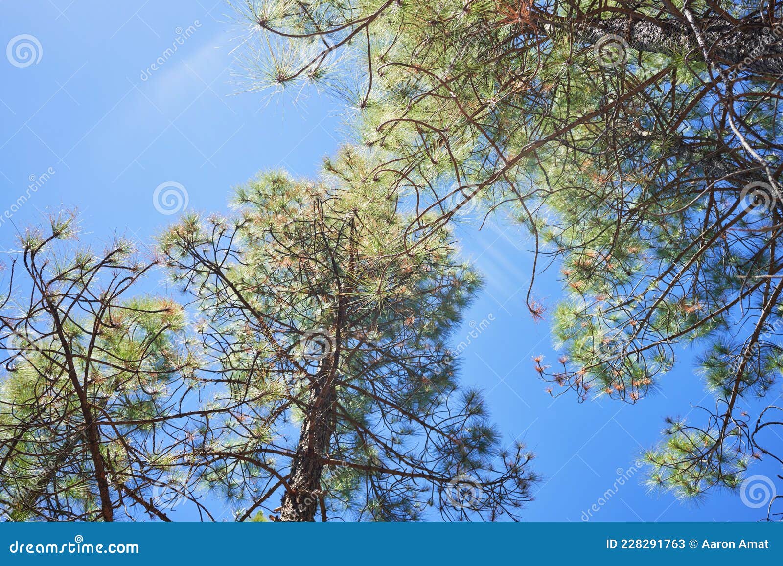 Beautiful trees landscape stock image. Image of beauty - 228291763