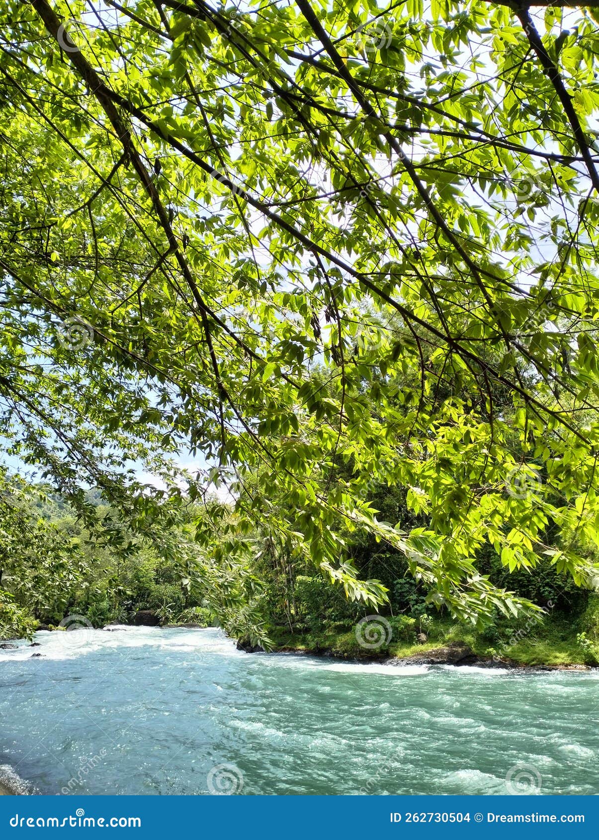 Beautiful Trees and Leaves. Very Calm Water Stock Photo - Image of calm ...