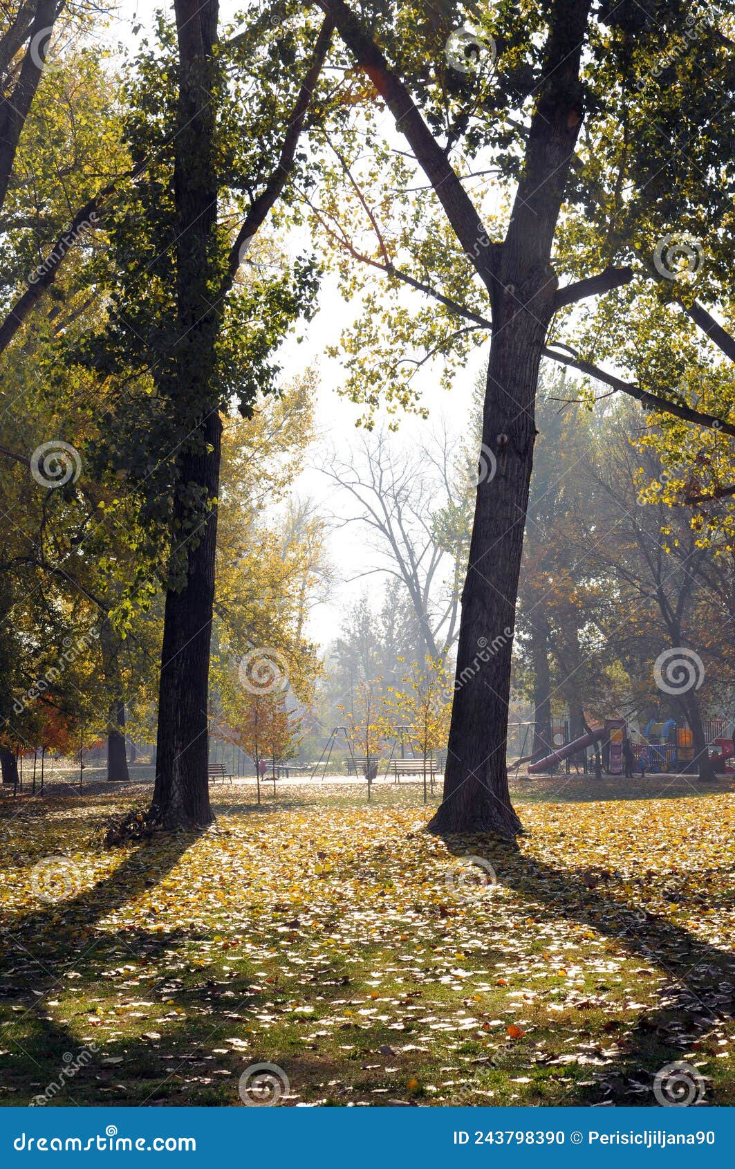 Beautiful Trees in Limanski Park with Backlight. Stock Photo - Image of ...