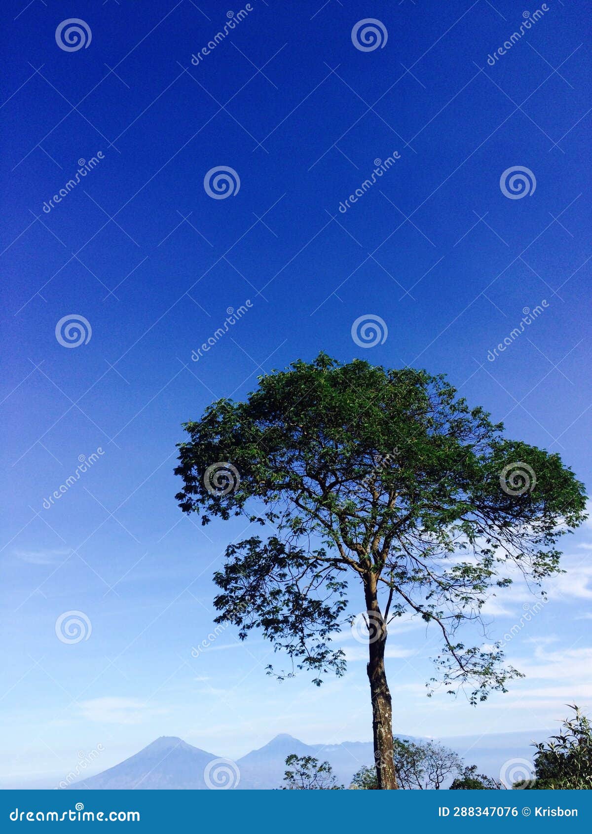 Beautiful Trees on Merbabu Mountain Stock Photo - Image of merbabu ...
