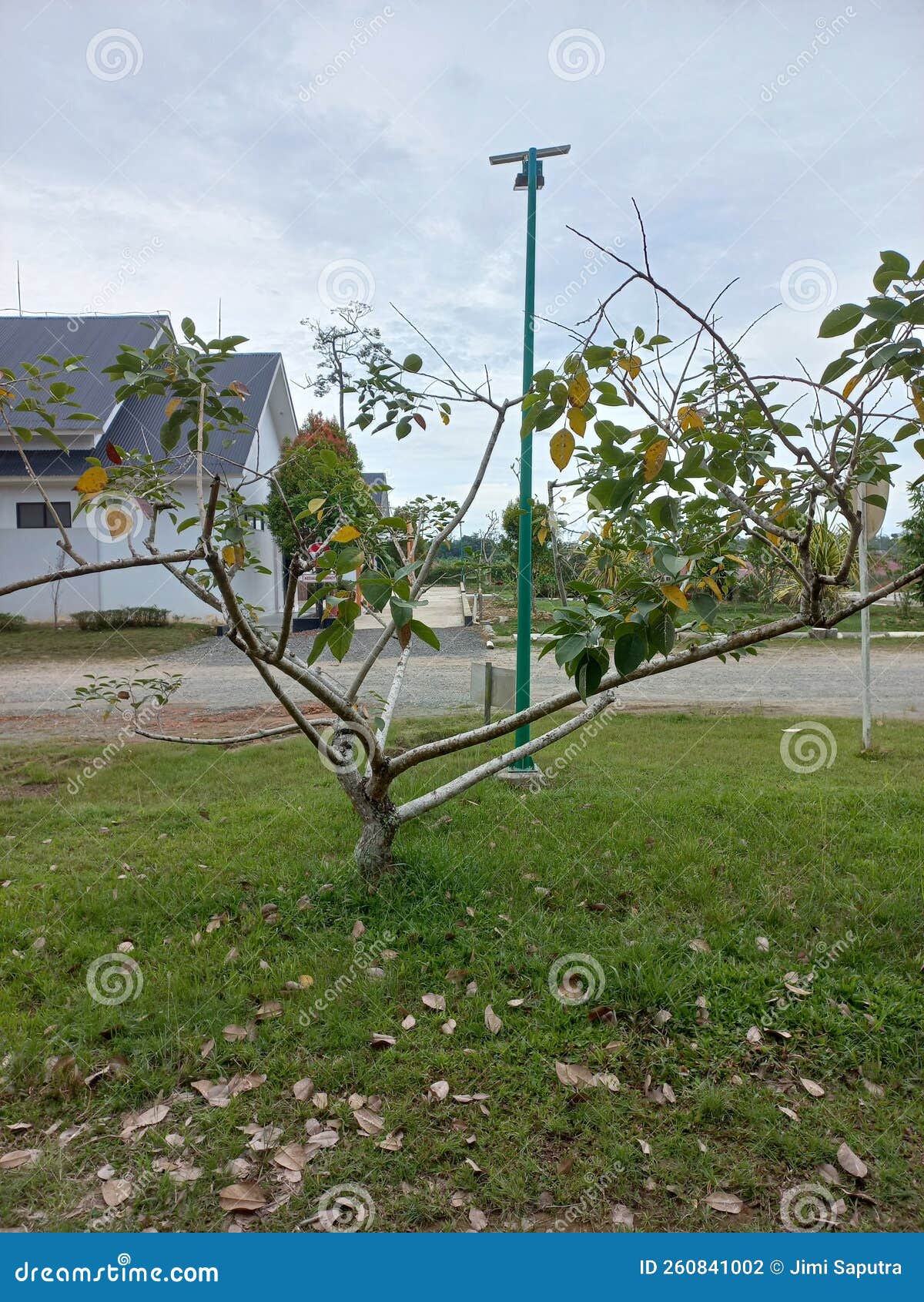 Beautiful Trees on Mess Carantina Stock Photo - Image of plant, produce ...