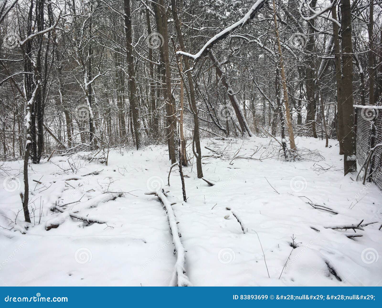 Beautiful Trees stock image. Image of winter, trees, morning - 83893699