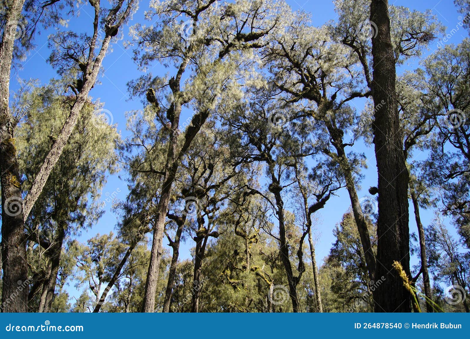 Beautiful Trees on Mount Semeru Indonesia Stock Photo - Image of ...