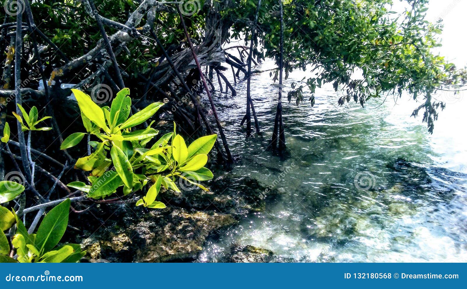 Crystal Ocean Hideaway in Belize Stock Photo - Image of flower ...