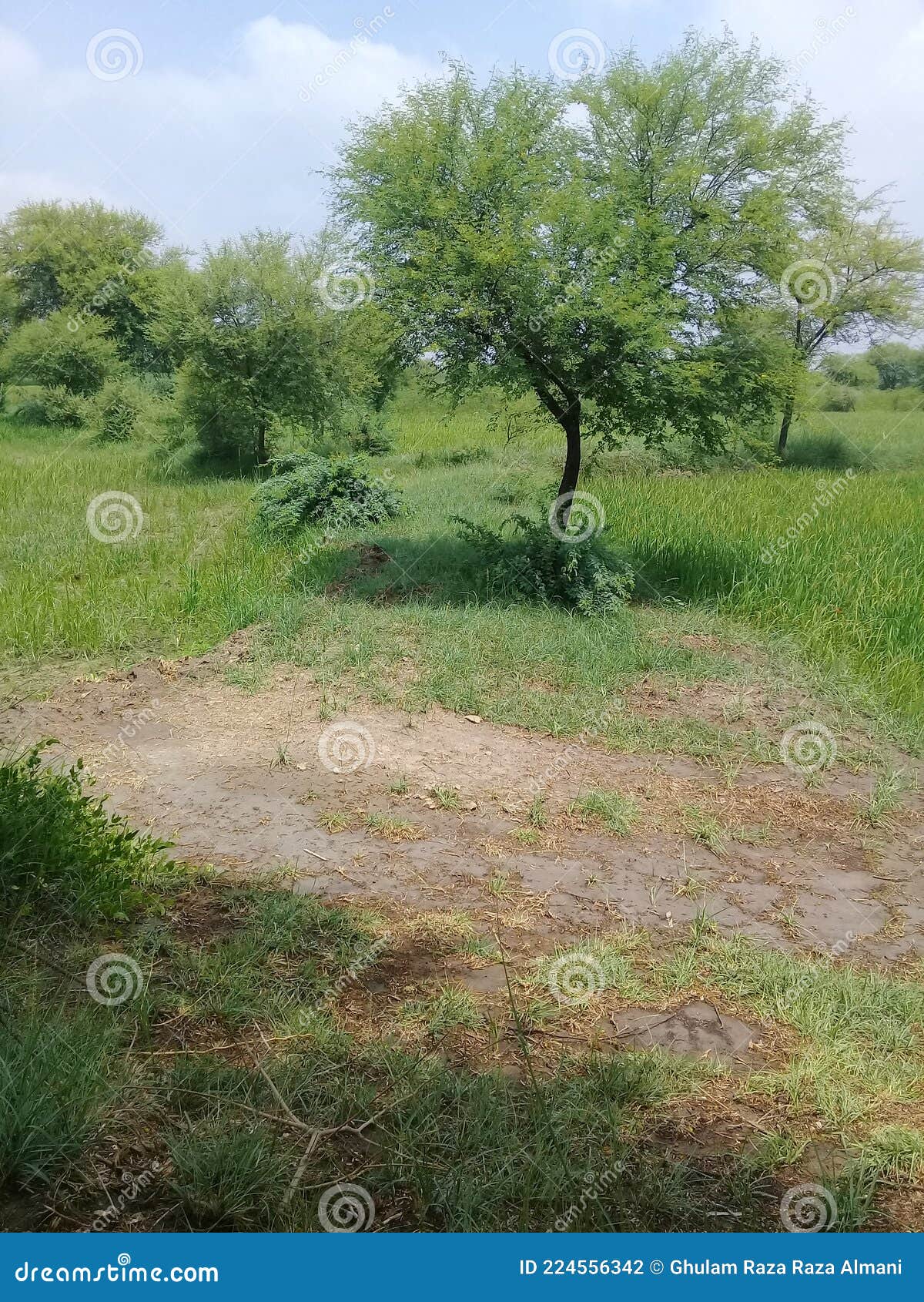 Beautiful Trees in Pakistan Stock Photo - Image of plant, flower: 224556342