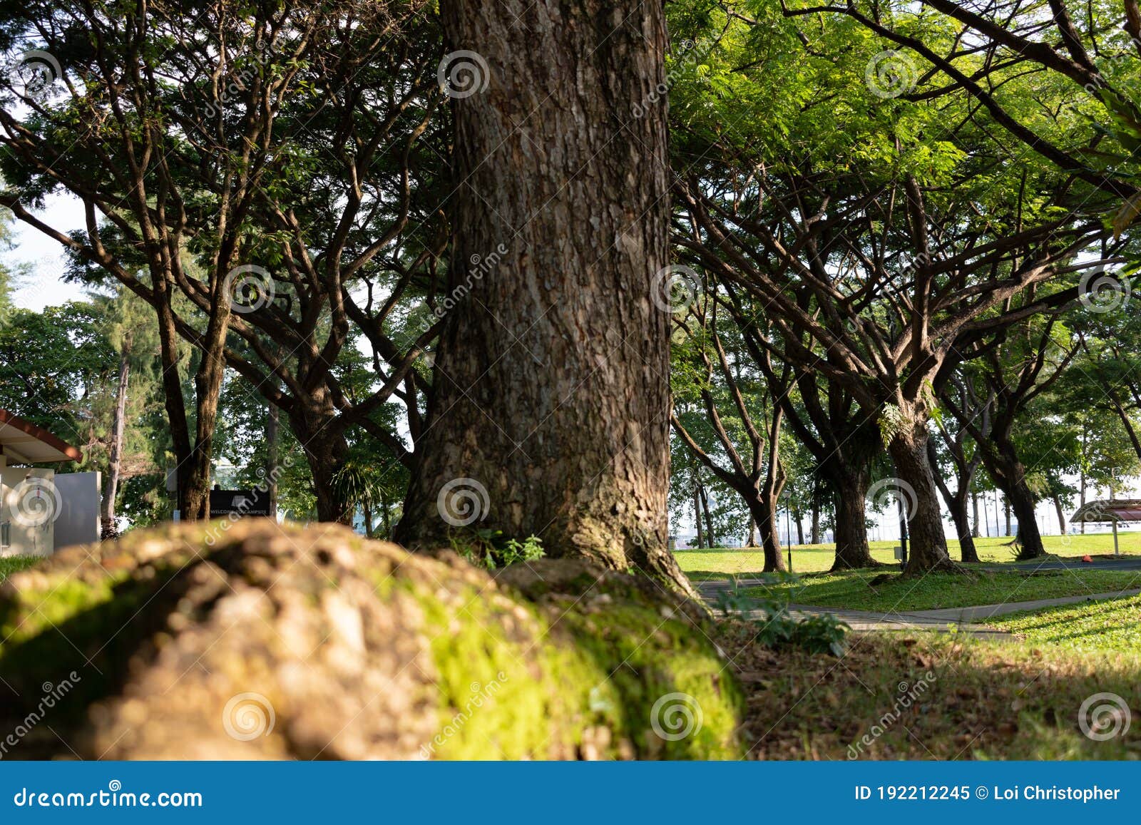 Beautiful Scenery at the Park with Greenery Stock Image - Image of ...