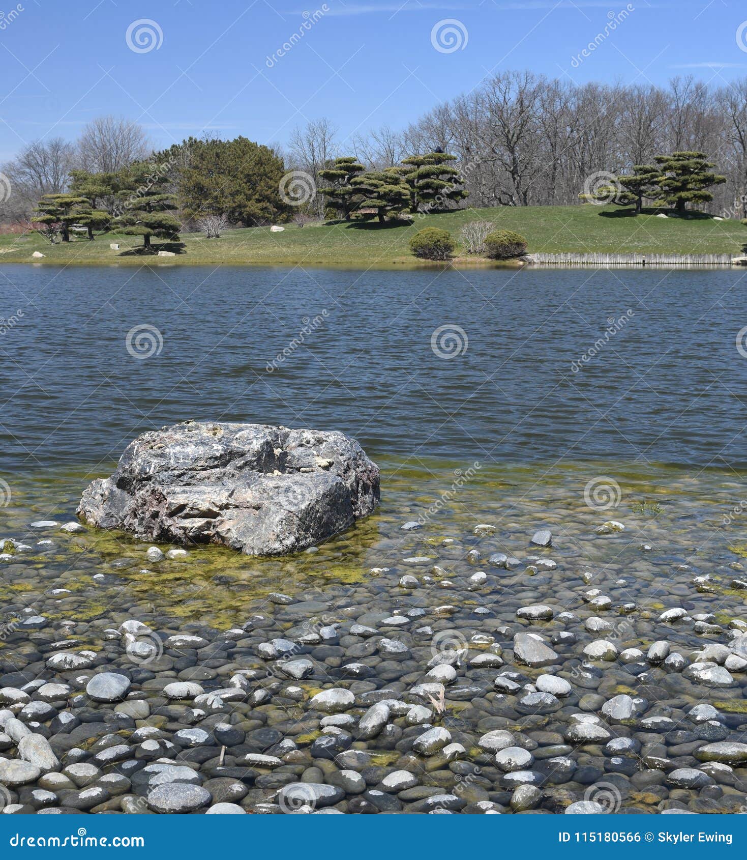 Beautiful trees by a pond stock photo. Image of flowers - 115180566