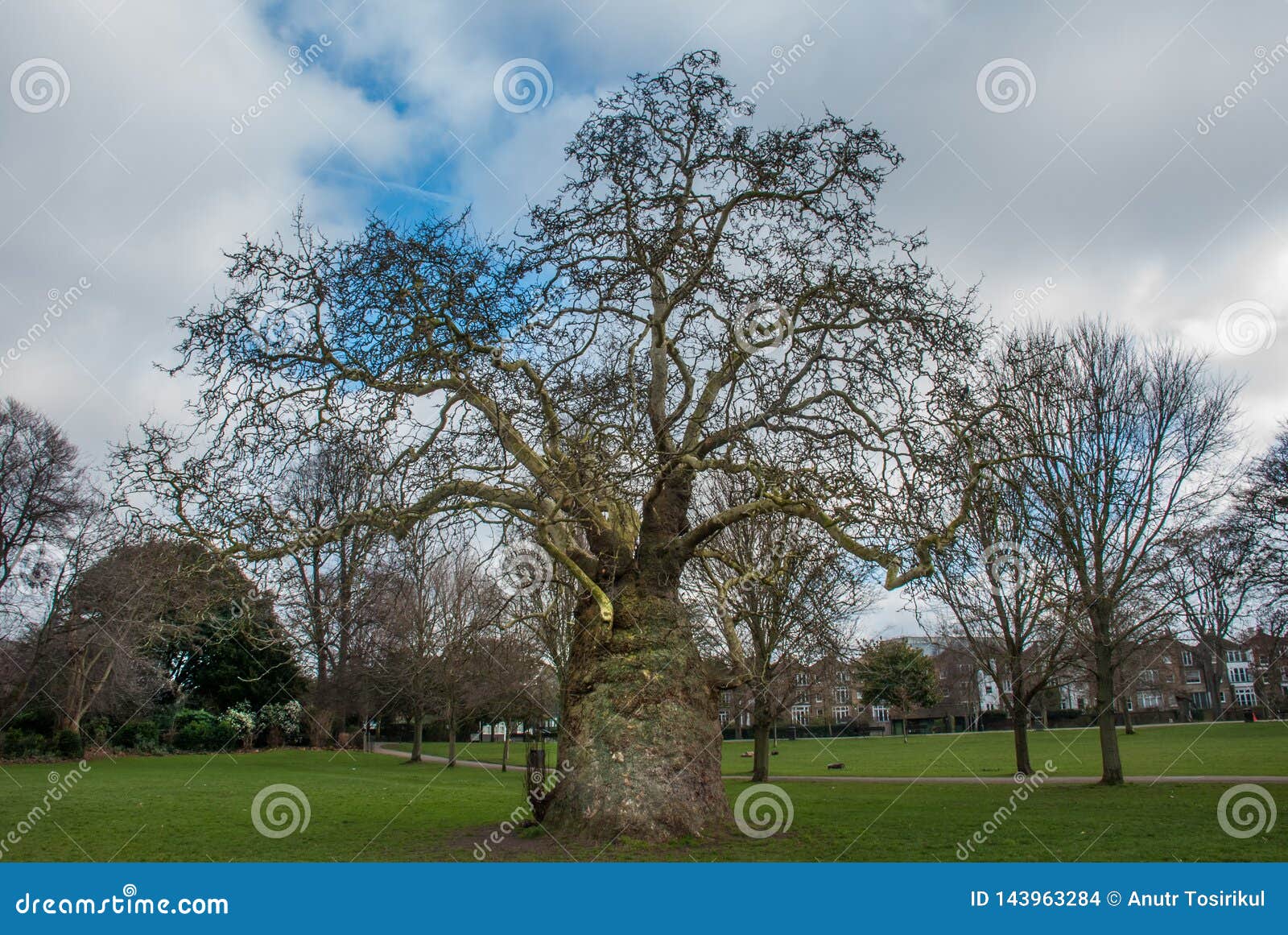 Beautiful Trees in Ravenscourt Park Stock Photo - Image of tree, green ...