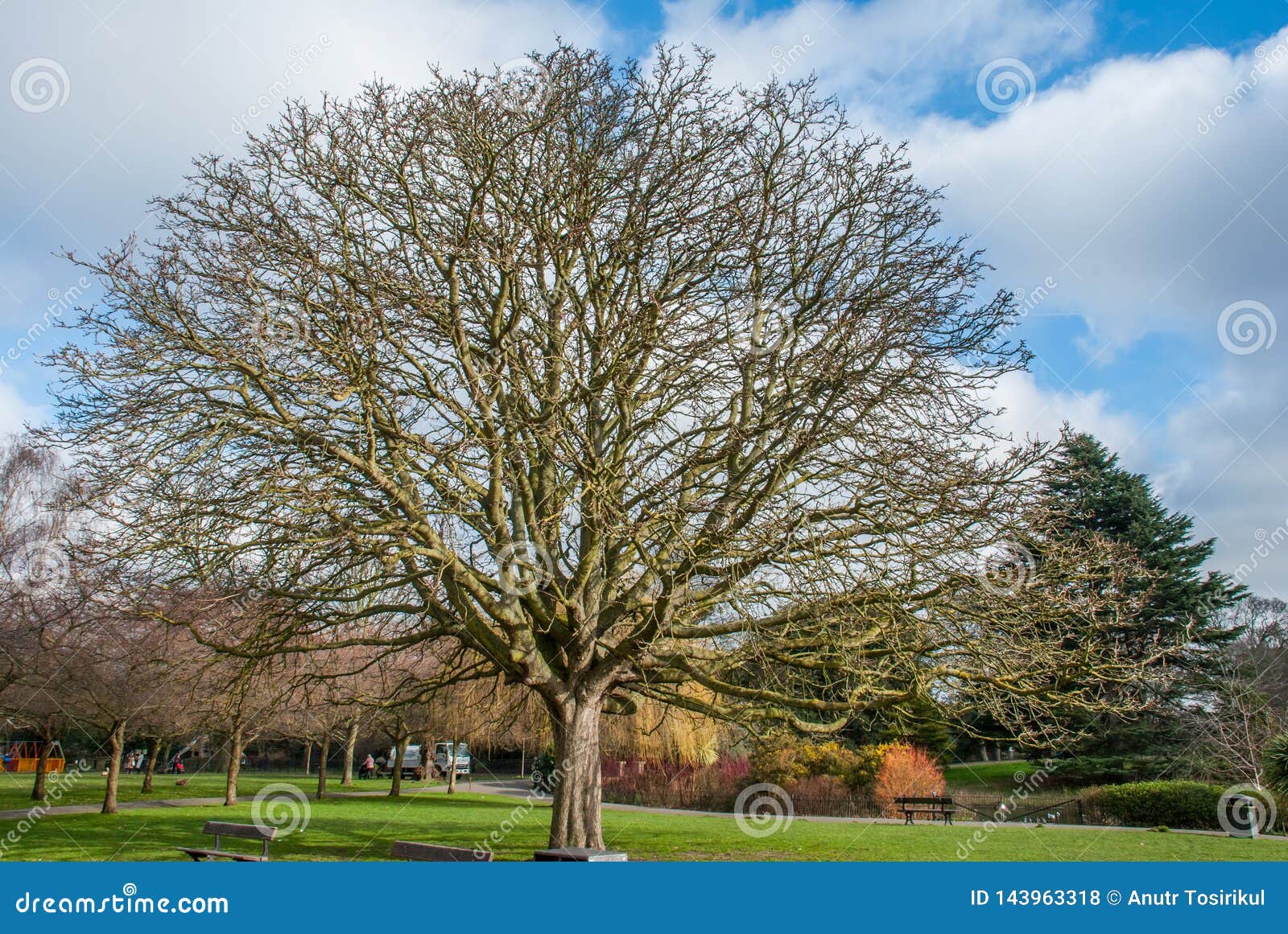 Beautiful Trees in Ravenscourt Park Stock Photo - Image of leaf, park ...