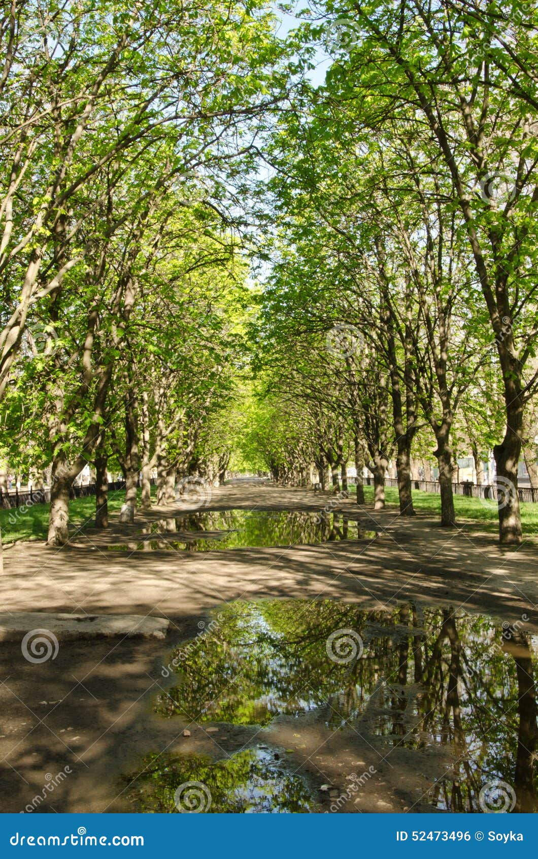 Beautiful Trees Reflected in a Puddle Stock Photo - Image of landscape ...