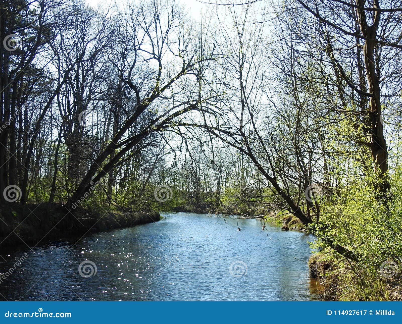 Beautiful Trees and River in Spring, Lithuania Stock Image - Image of ...